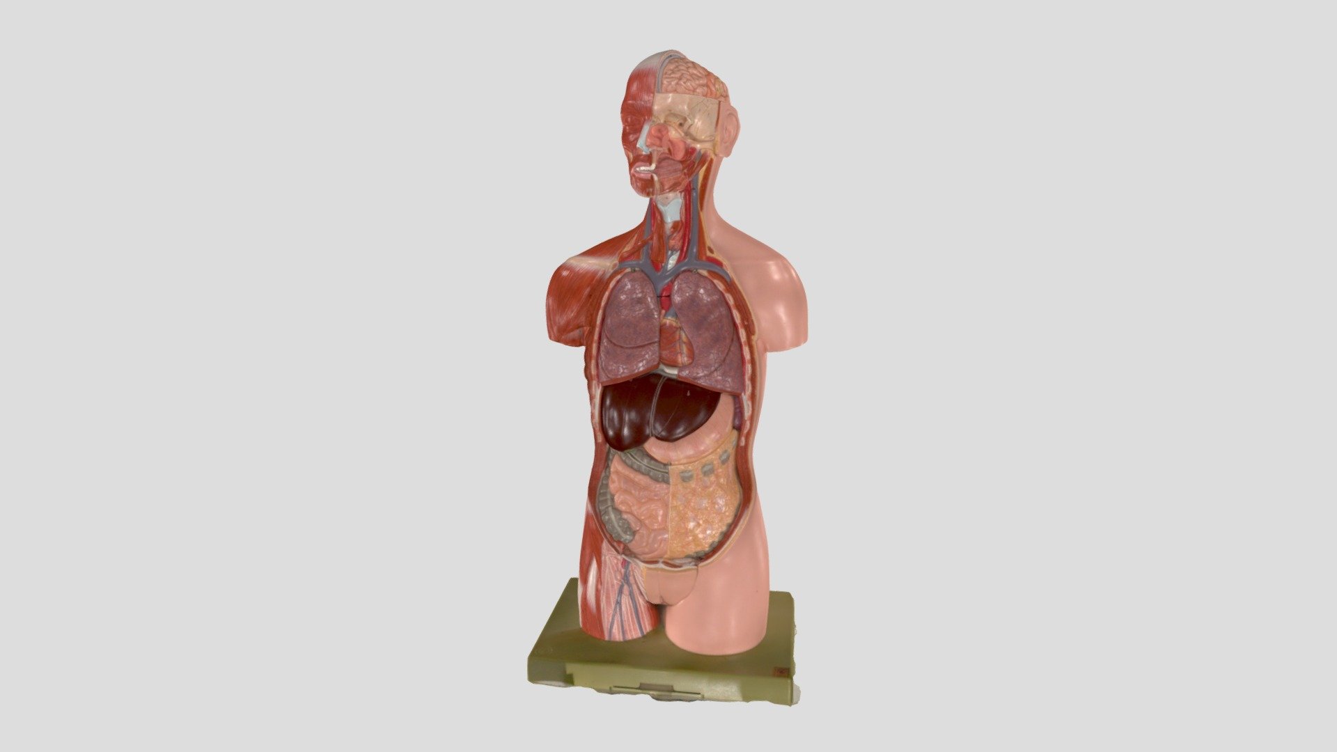 BodyModelv2_1 - 3D model by tracytcb [f05cffe] - Sketchfab