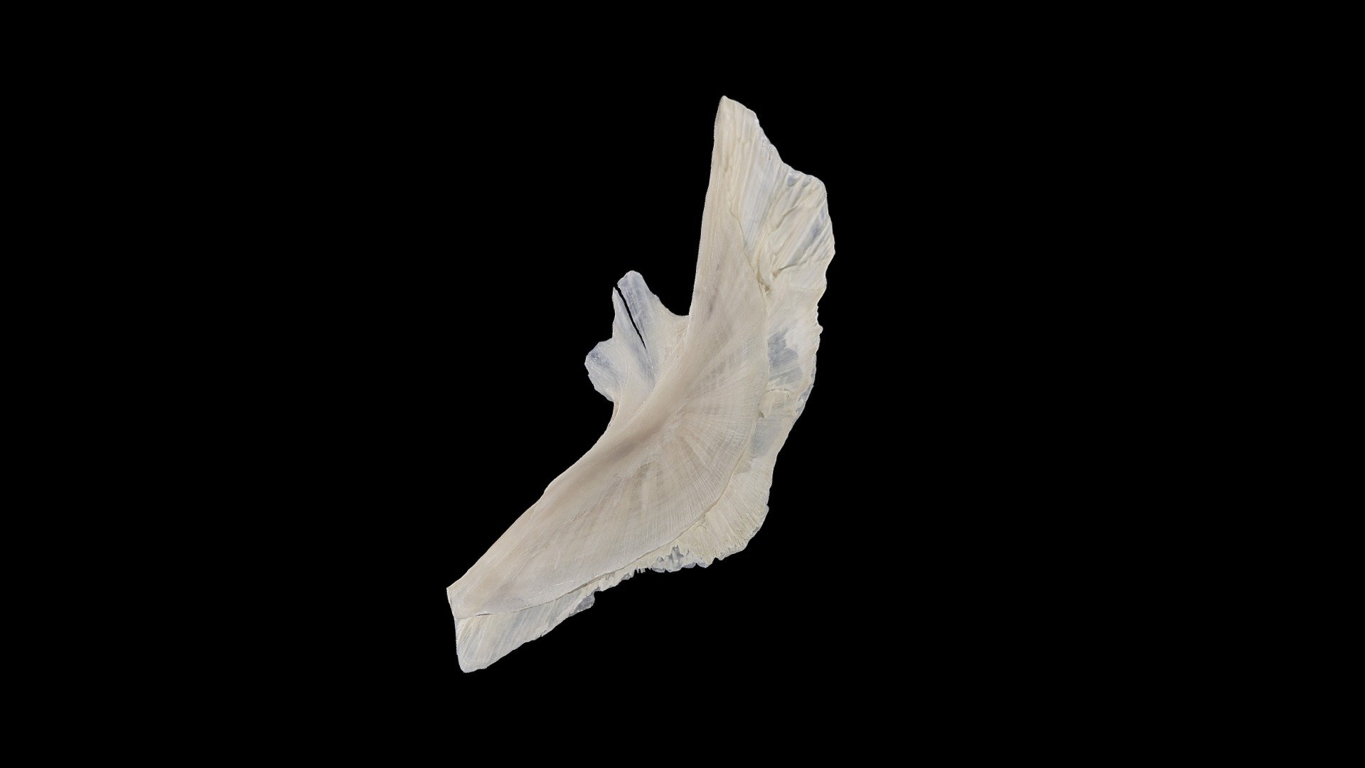 Cod (Gadus morhua) Preopercular - Download Free 3D model by 4-OCEANS ...