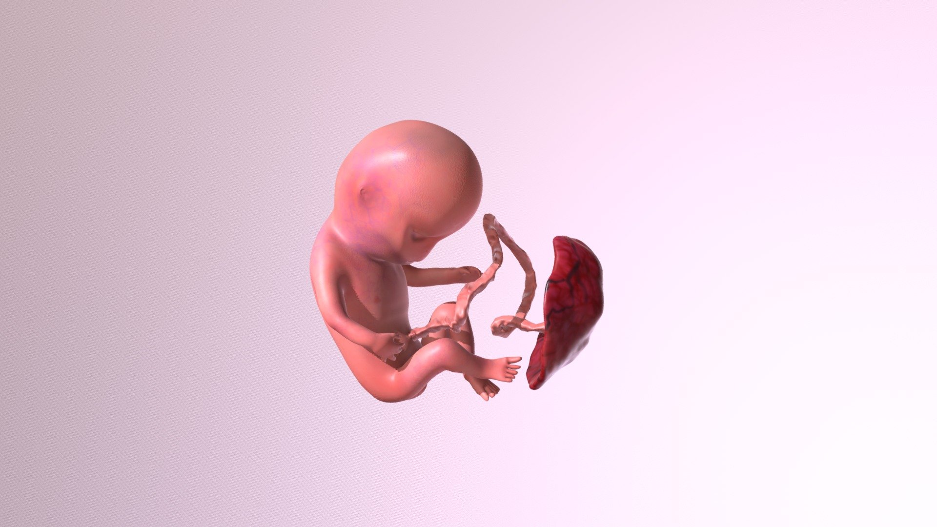 Human Fetal Development - 11-13 Weeks - 3D model by Vida Systems ...