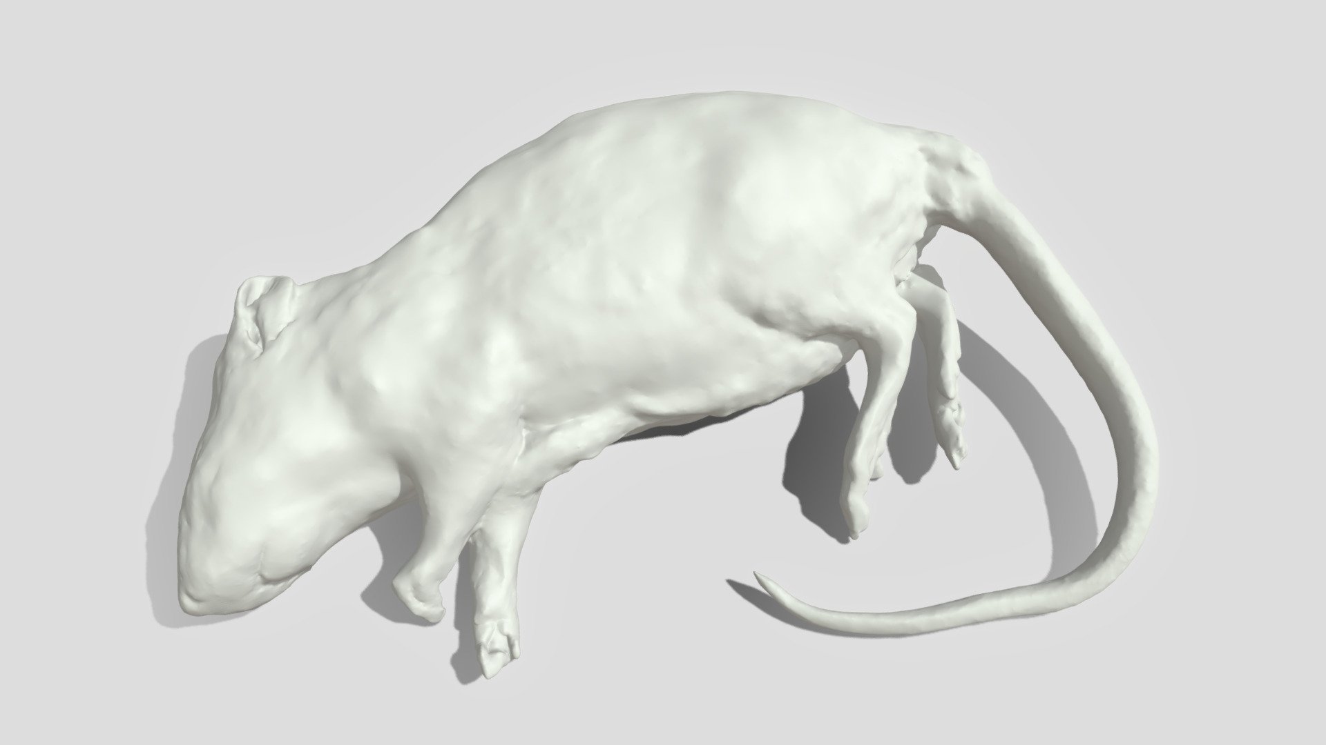 Dead rat - Download Free 3D model by doyz [f0690b4] - Sketchfab