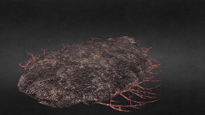 Biological 3D models - Sketchfab