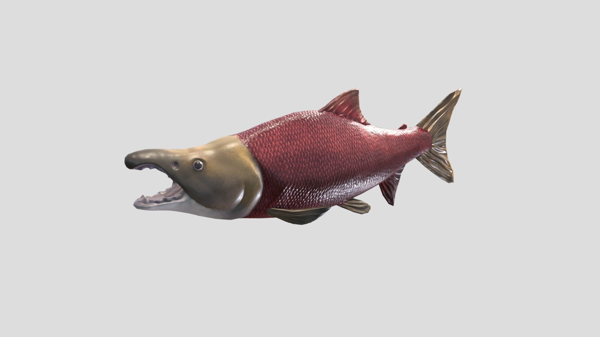 Spawning Sockeye Salmon - Download Free 3D model by Pew (@lemon.pew) [f06ff95] - Sketchfab