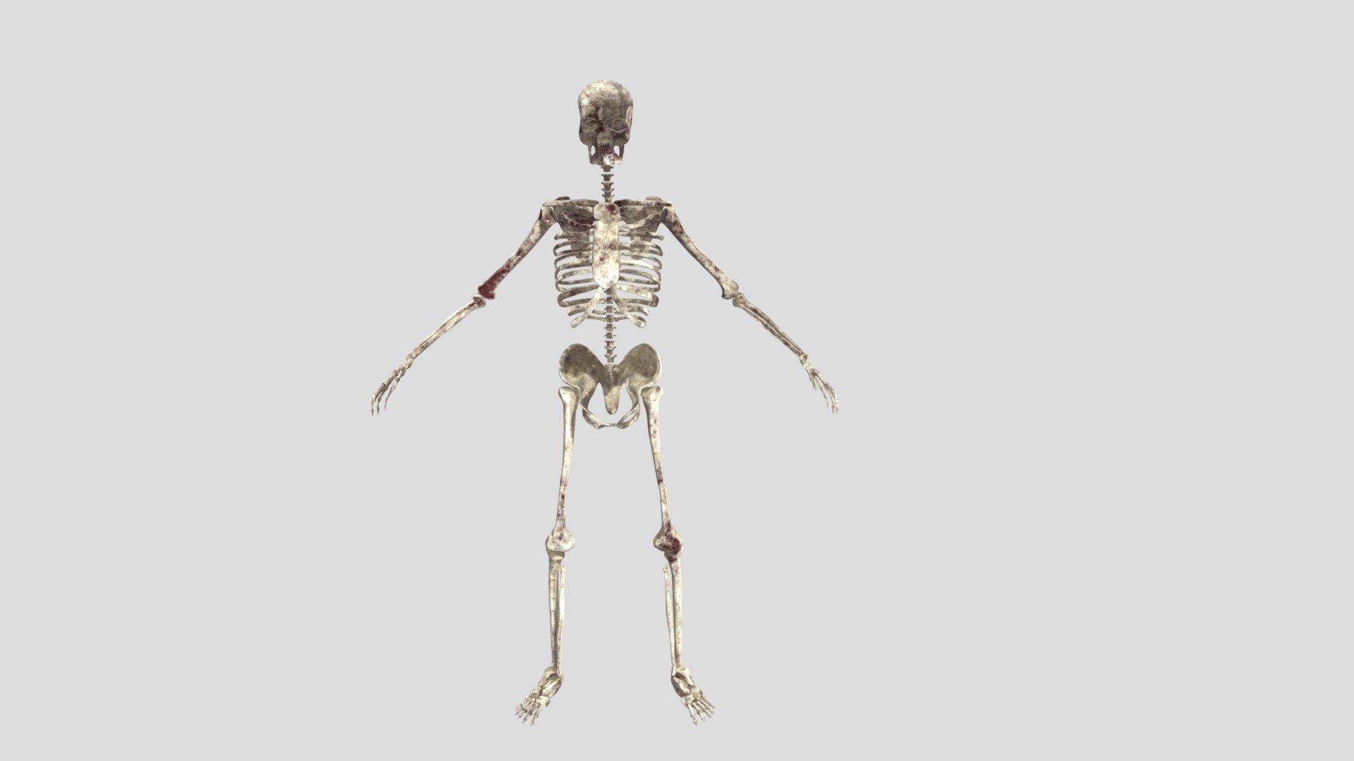 Skeleton - Download Free 3D model by A9908244 [f076778] - Sketchfab