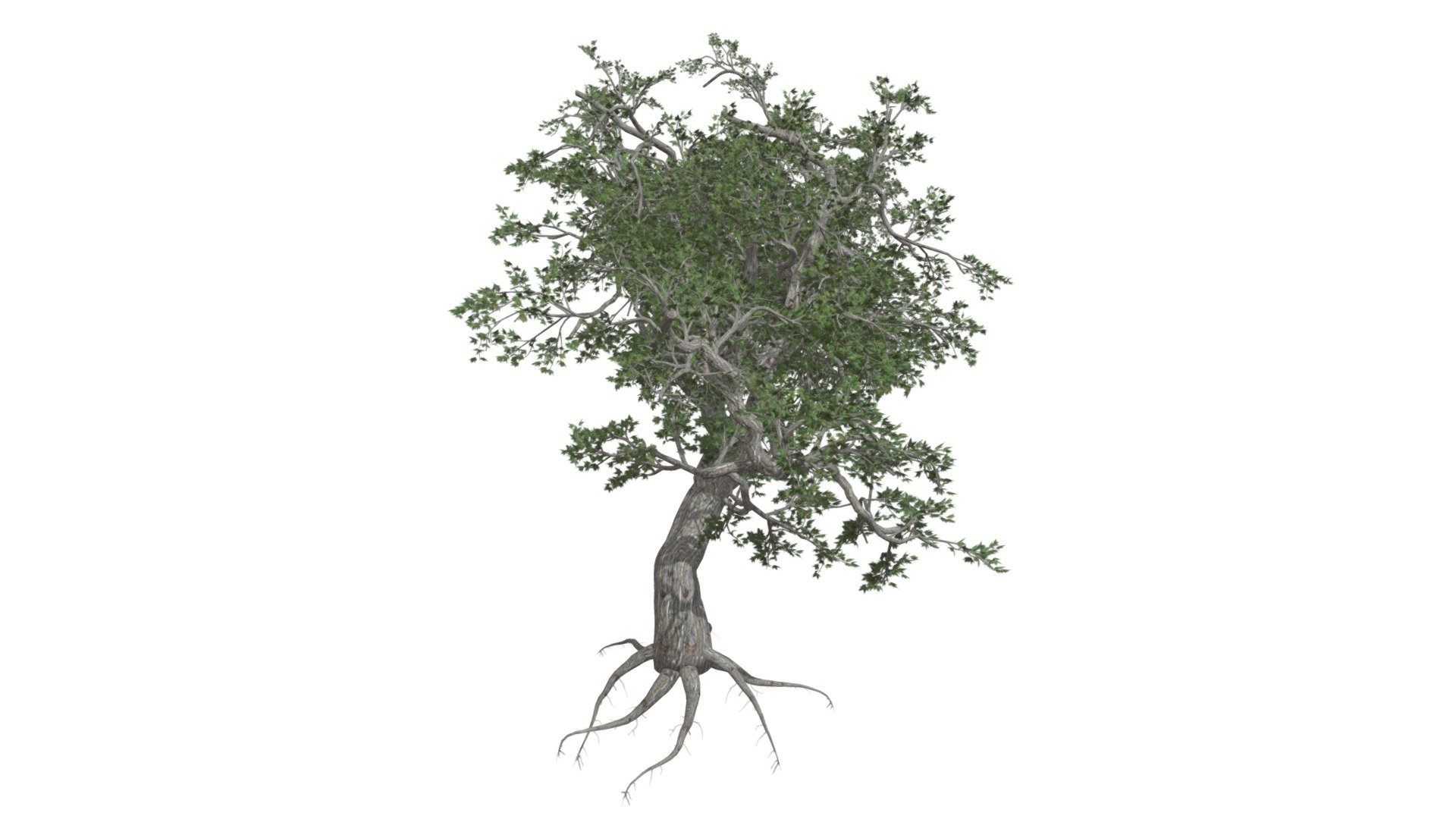 Japanese Maple Tree #04 - Buy Royalty Free 3D model by meshshape ...