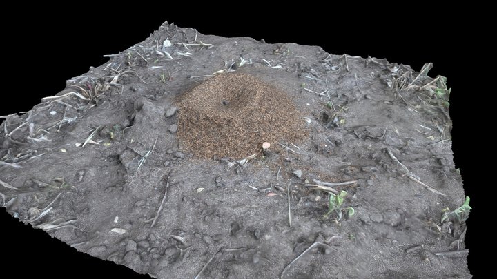 Anthill 3D models - Sketchfab