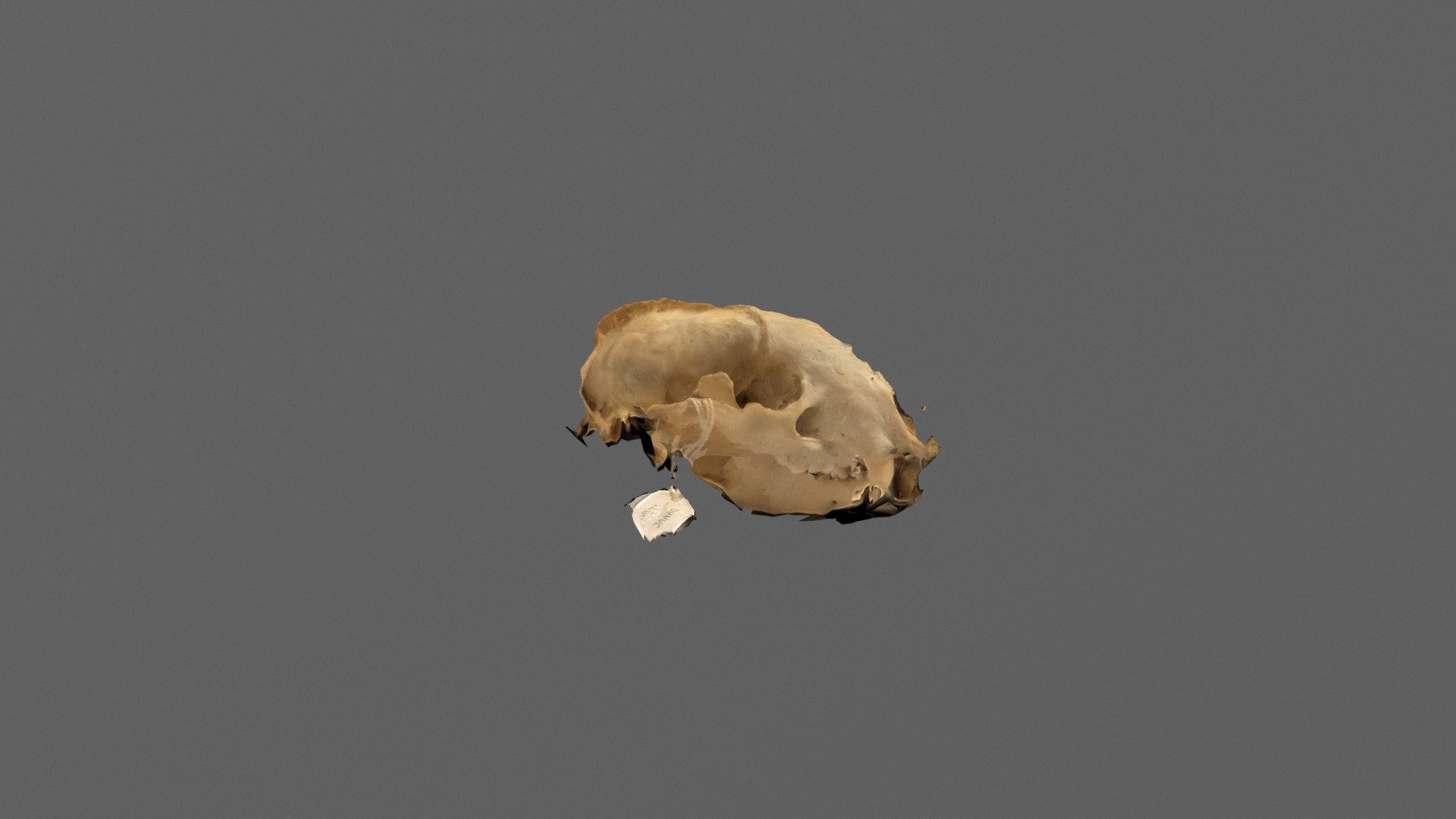 Badger Skull - Download Free 3D model by Kirstymcl110 [f0778c4] - Sketchfab
