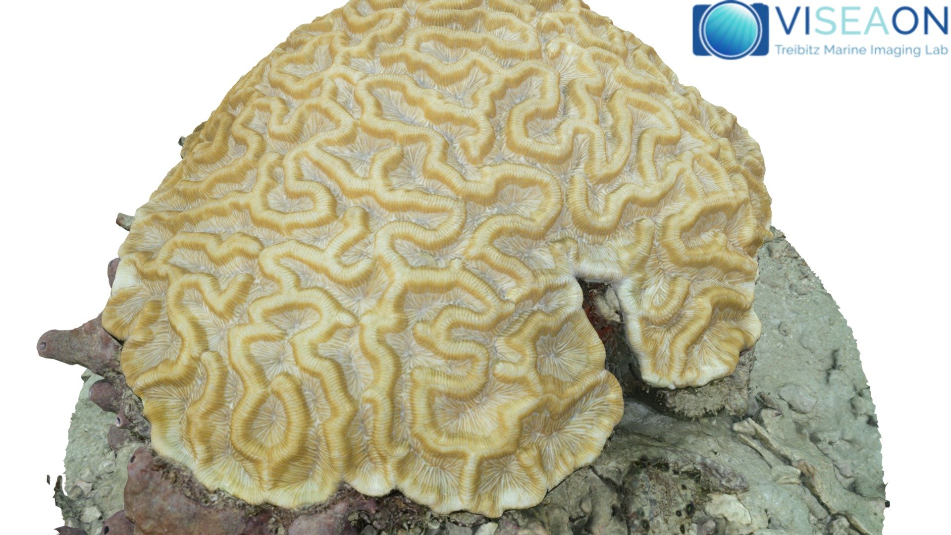 Brain Coral 27 From Bocas Del Toro, Panama - 3D model by VISEAON ...