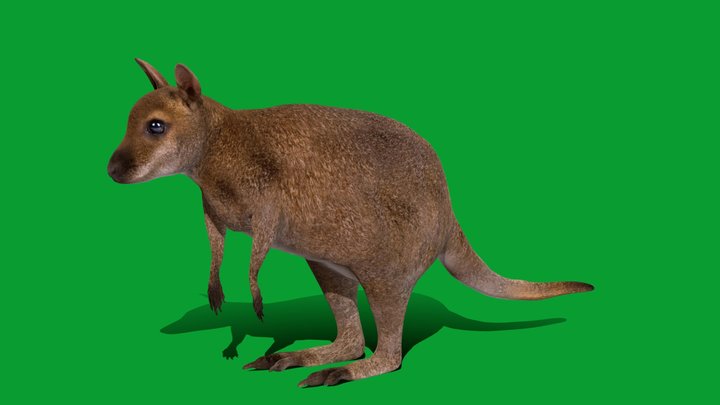 Wallabies 3D models - Sketchfab