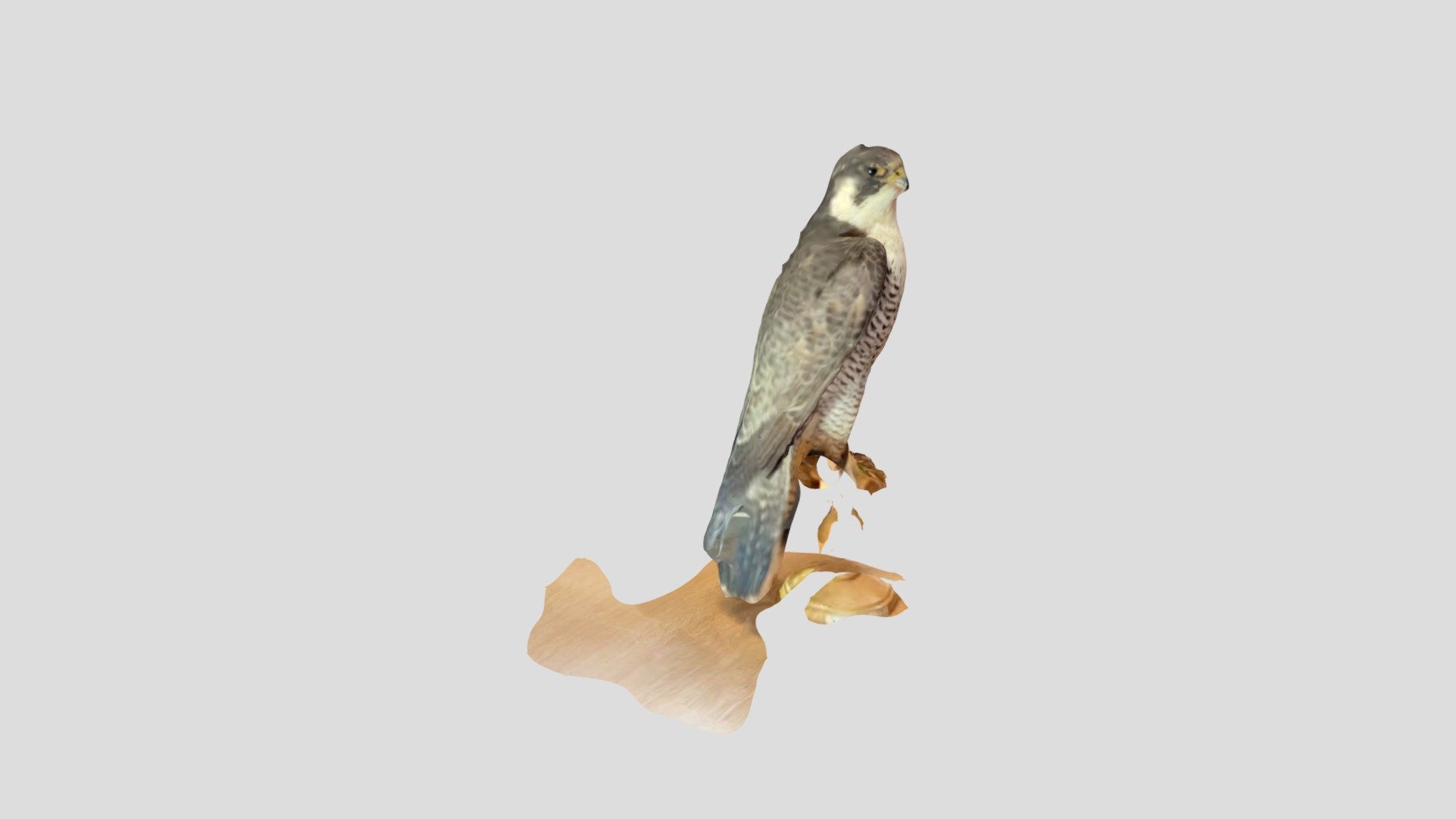 Falcon - Download Free 3D model by Juan Quintero CUPHAT (@juan ...
