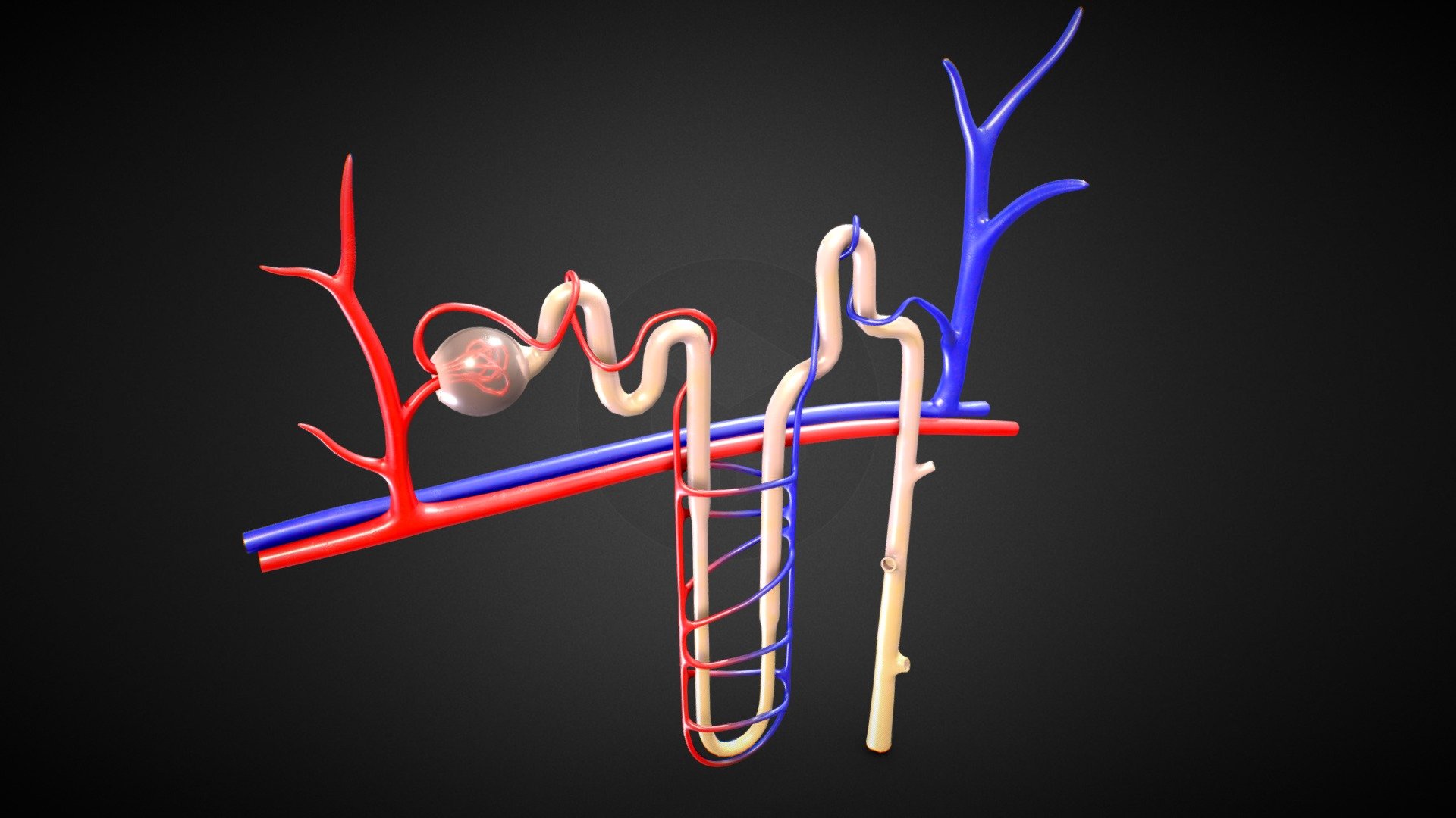3D Nephron - Buy Royalty Free 3D model by 3D4SCI [f089055] - Sketchfab ...