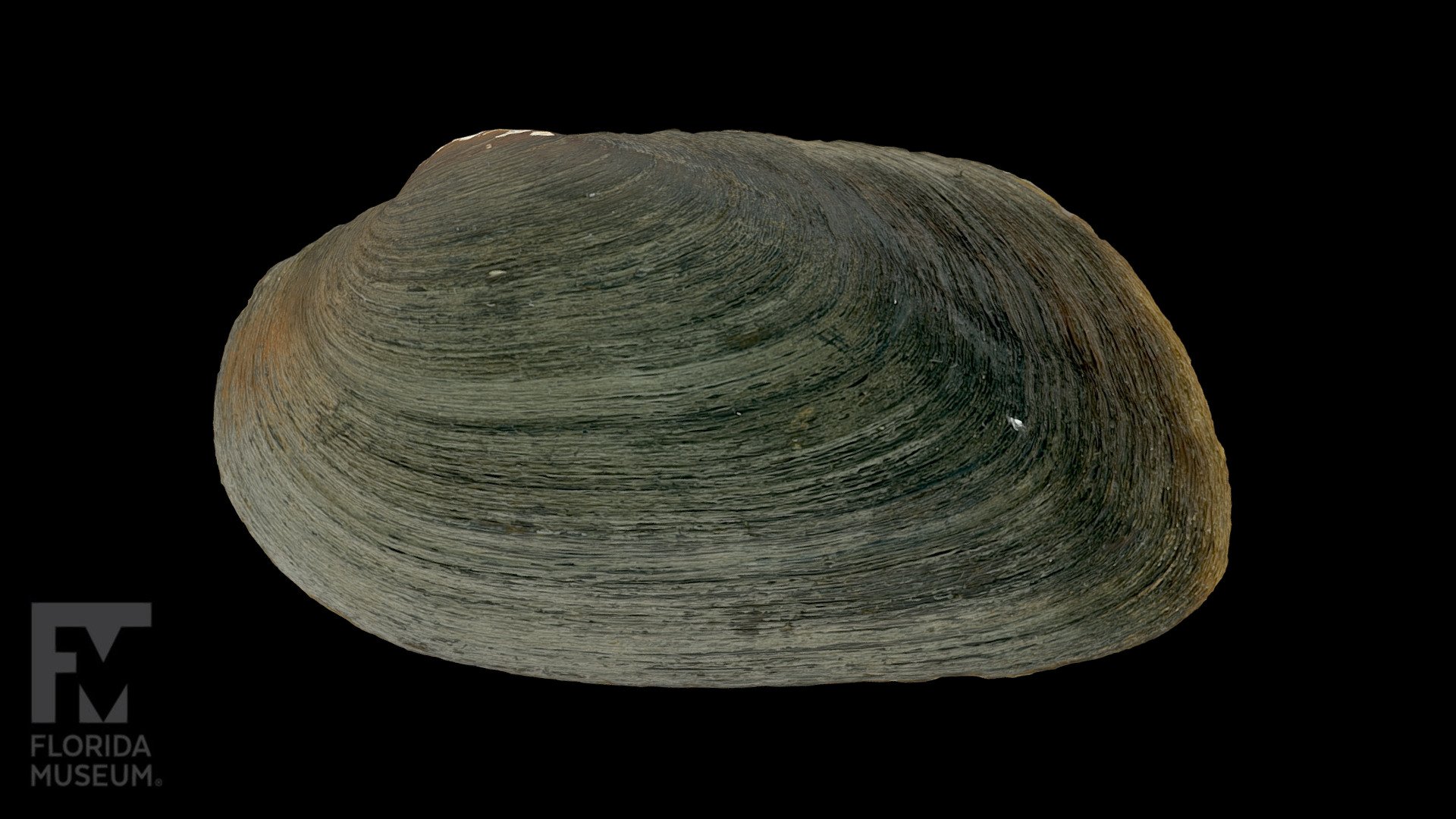 Apalachicola Pondhorn - Freshwater Mussel - 3D model by FloridaMuseum ...