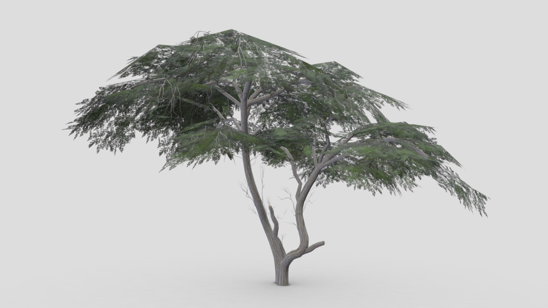 Acacia Tree-S17 - Buy Royalty Free 3D model by ASMA3D [f08c413 ...