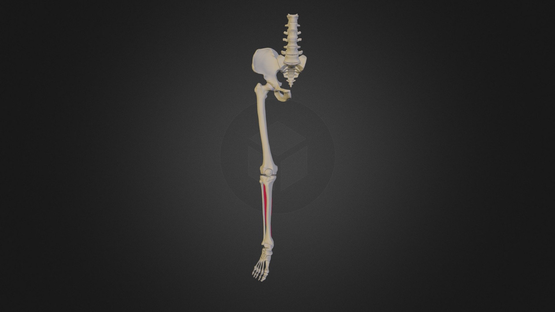 Soleus Human Anatomy - 3D model by Medical University of Lublin (@umlub ...