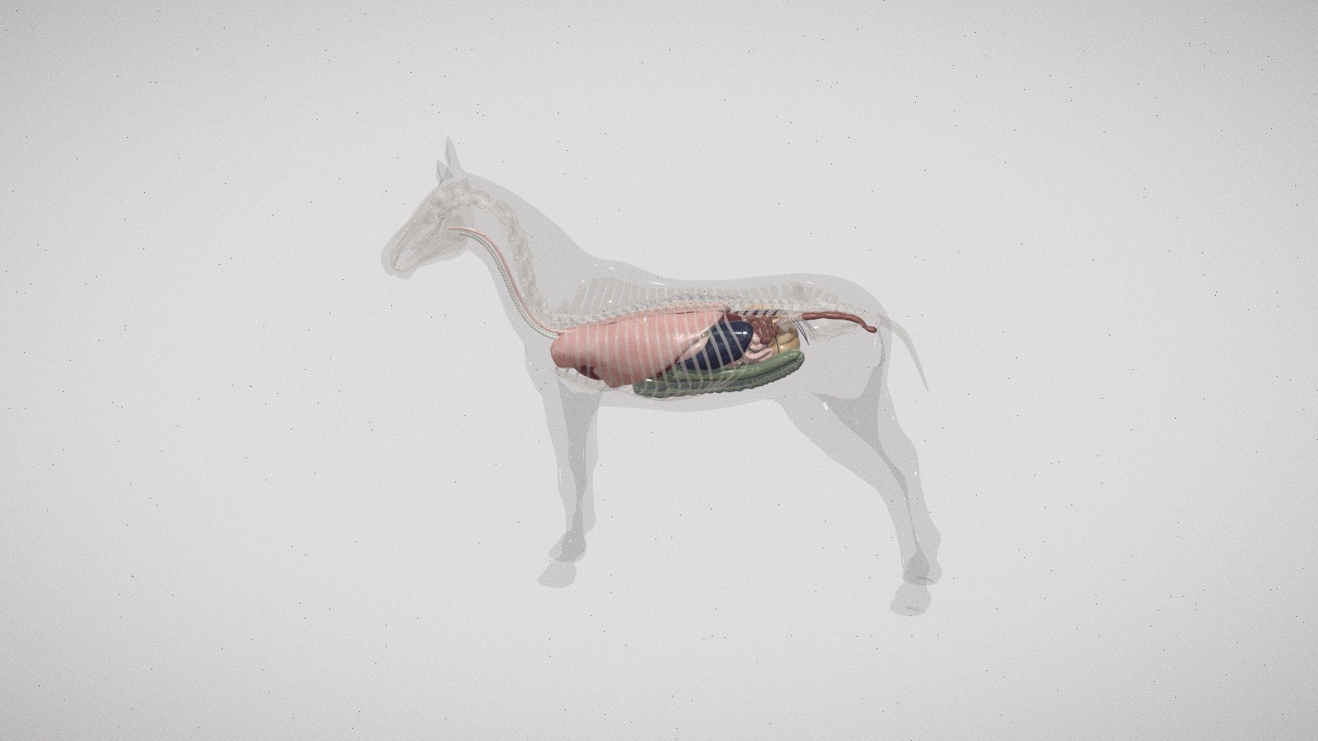 Horse inner organs - 3D model by Eungyeol Lee (@EungyeolLee) [f097d57 ...