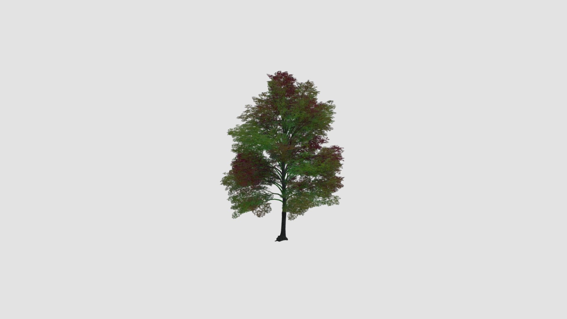 Tree - Buy Royalty Free 3D model by Evermotion [f098662] - Sketchfab Store