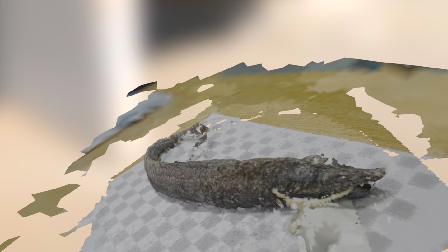 CN-Halosaur - 3D model by aberdeenmarinestudents [f09d79b] - Sketchfab
