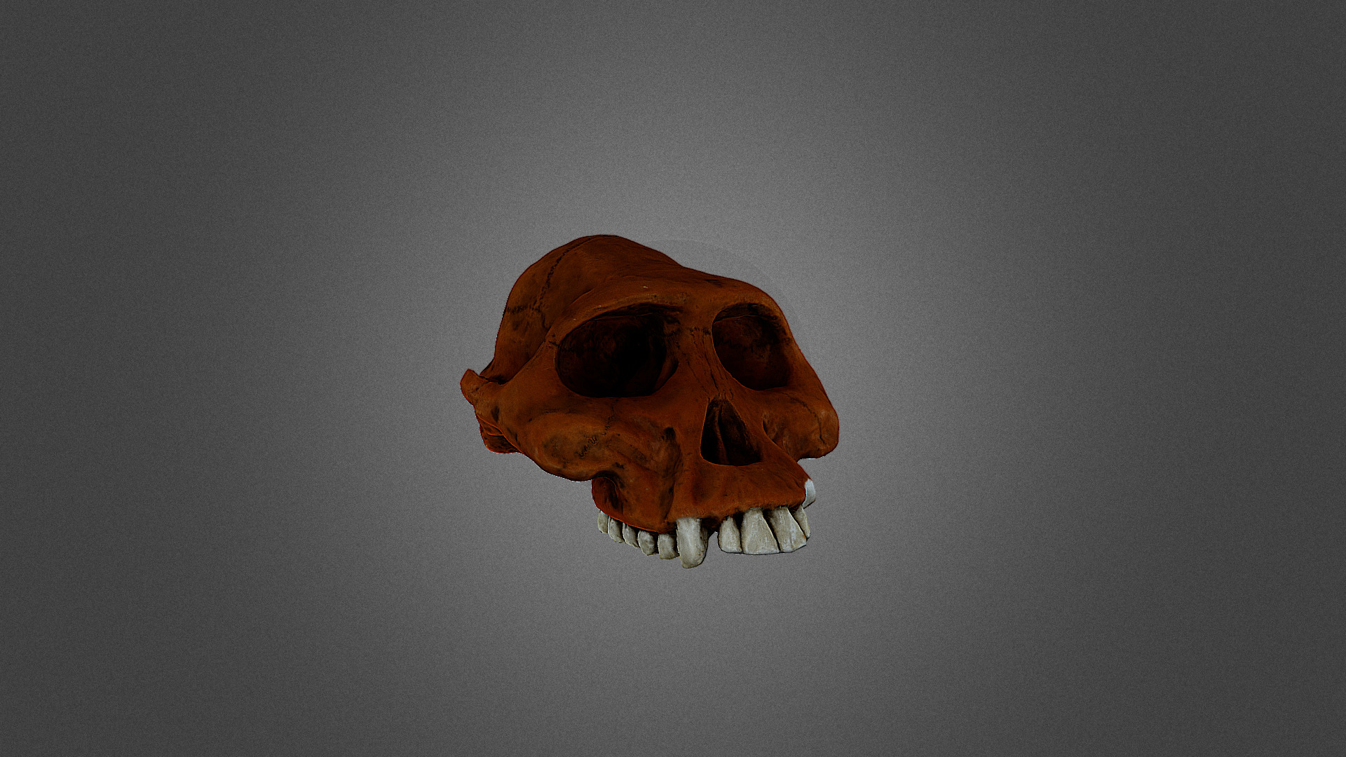 Australopithecus afarensis - 3D model by Geospatial and Virtual Archaeology Lab and Studio ...
