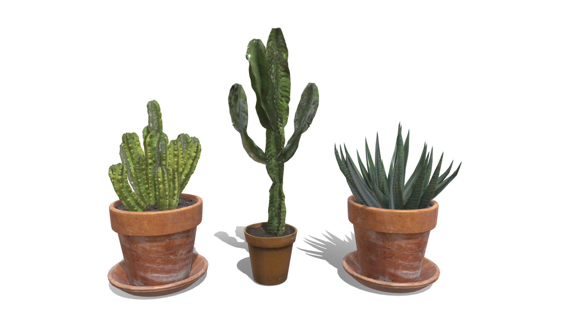 Realistic Indoor Cactus Collection - Buy Royalty Free 3D model by ...