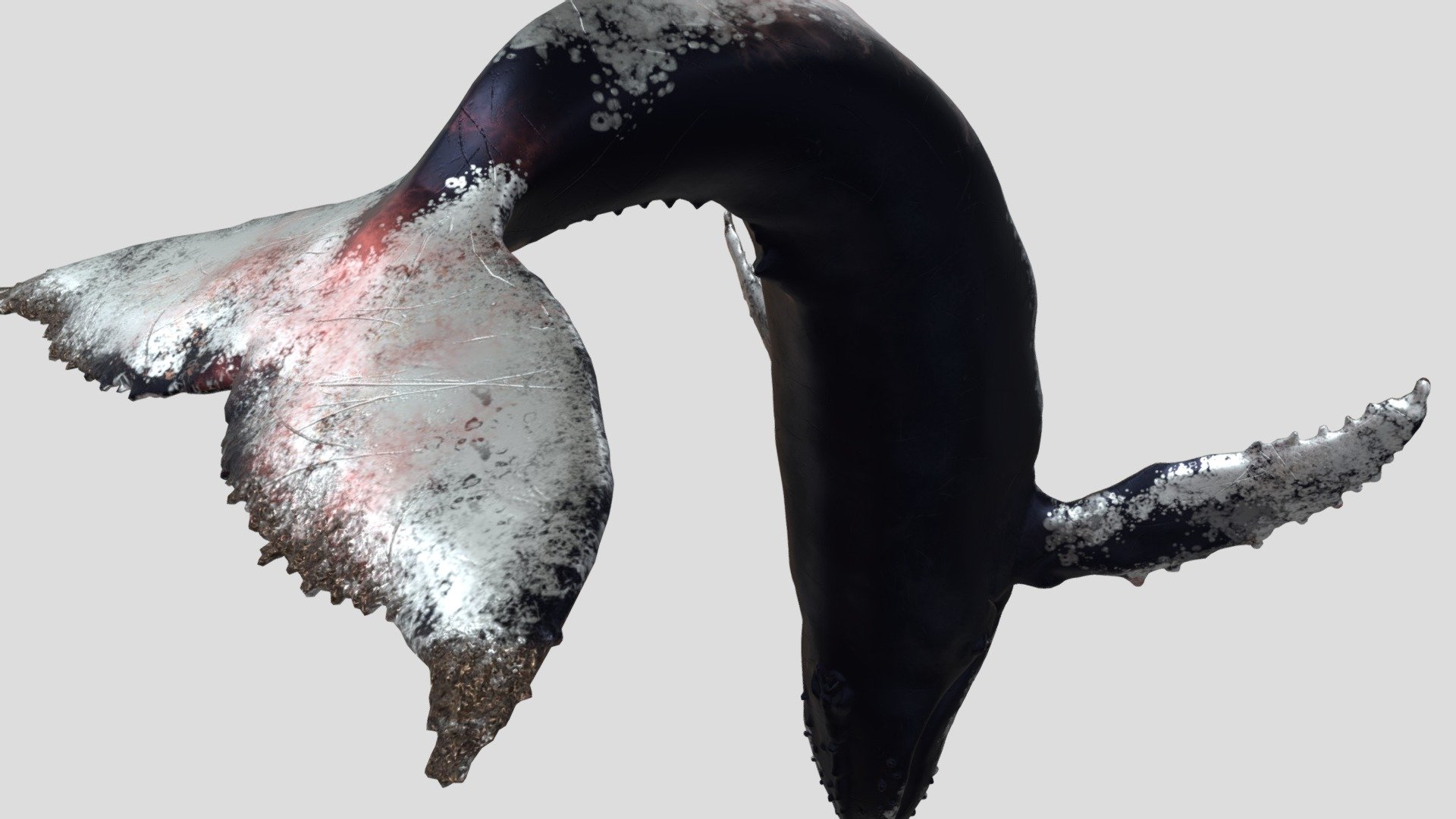 4K Humpback Whale tail - Buy Royalty Free 3D model by haibo (@haibo545001) [f0ae6cd] - Sketchfab ...