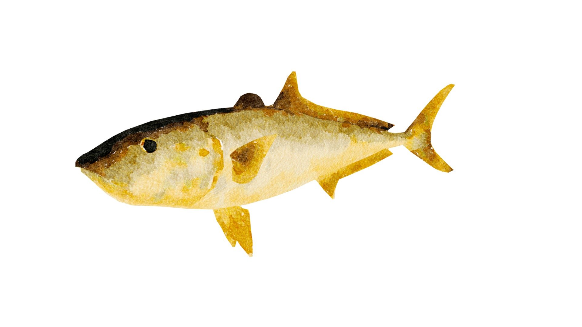 Amberjack illustration - 3D model by josluat91 [f0af0d1] - Sketchfab