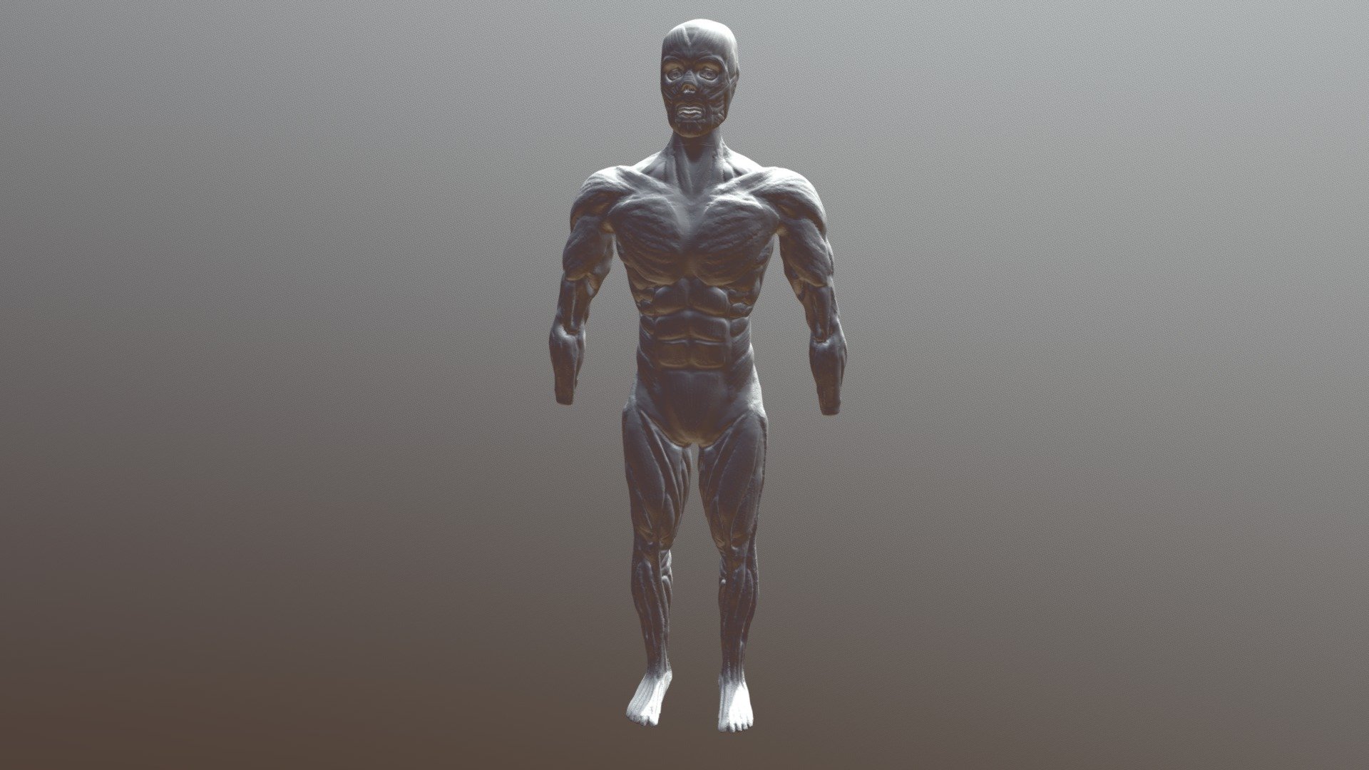 Human muscles (practice) - Download Free 3D model by MassielColin ...