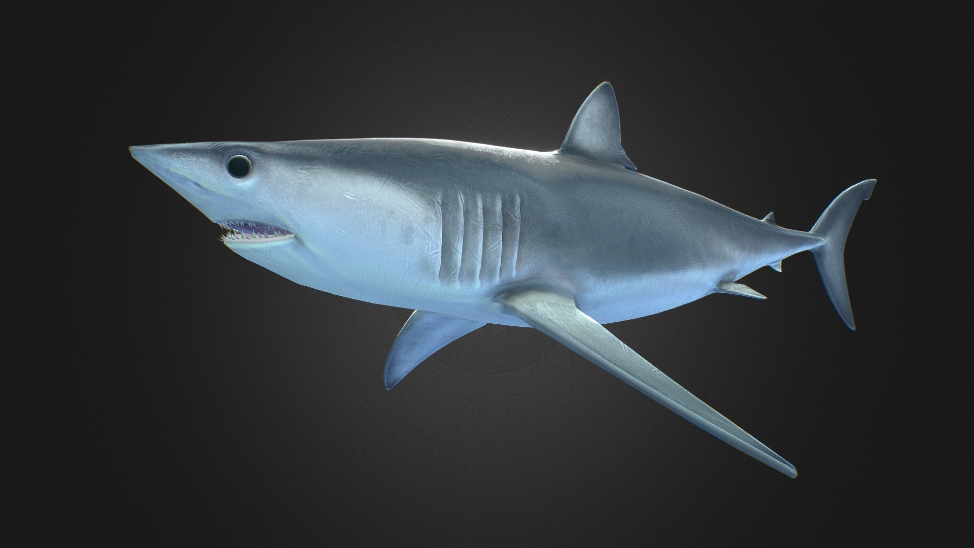 Shortfin Mako(2021) - 3D model by PPCAT [f0c522f] - Sketchfab
