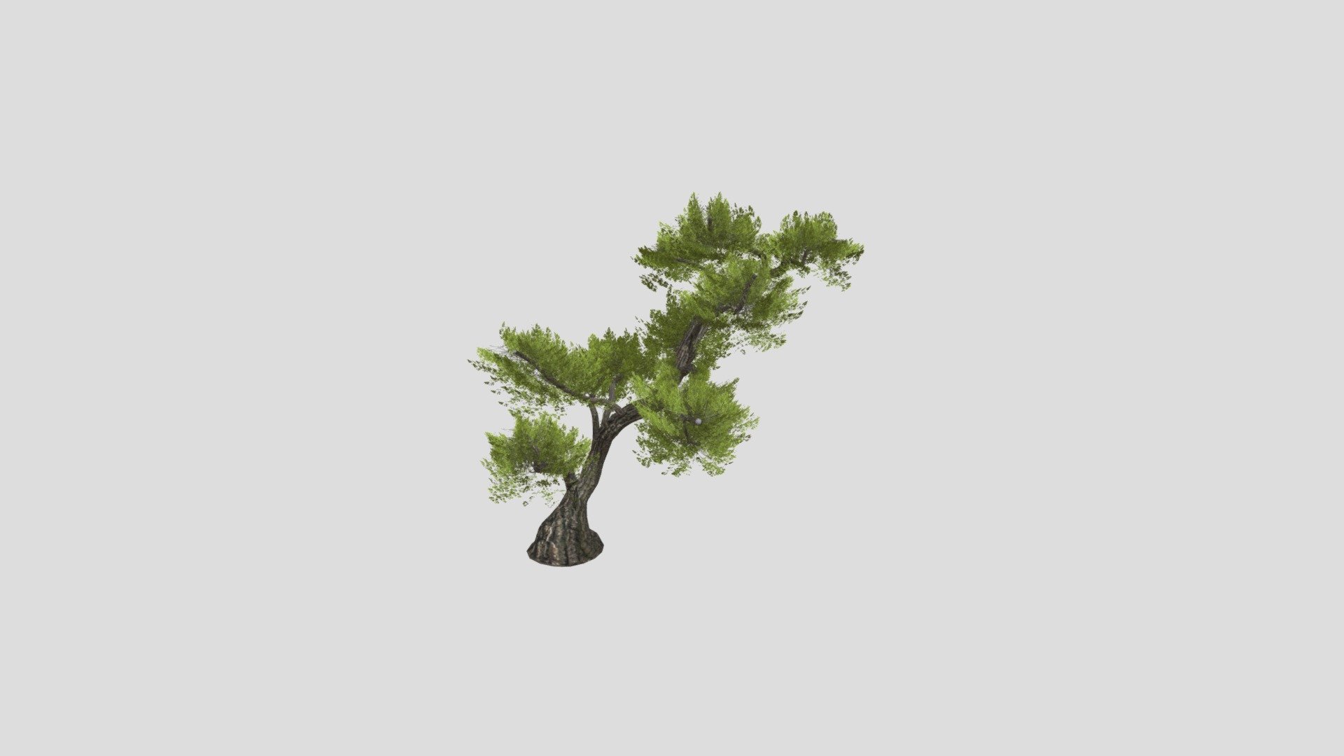 Japanese Black Pine - Download Free 3D model by matt z chan (@mattzch) [f0cb470] - Sketchfab