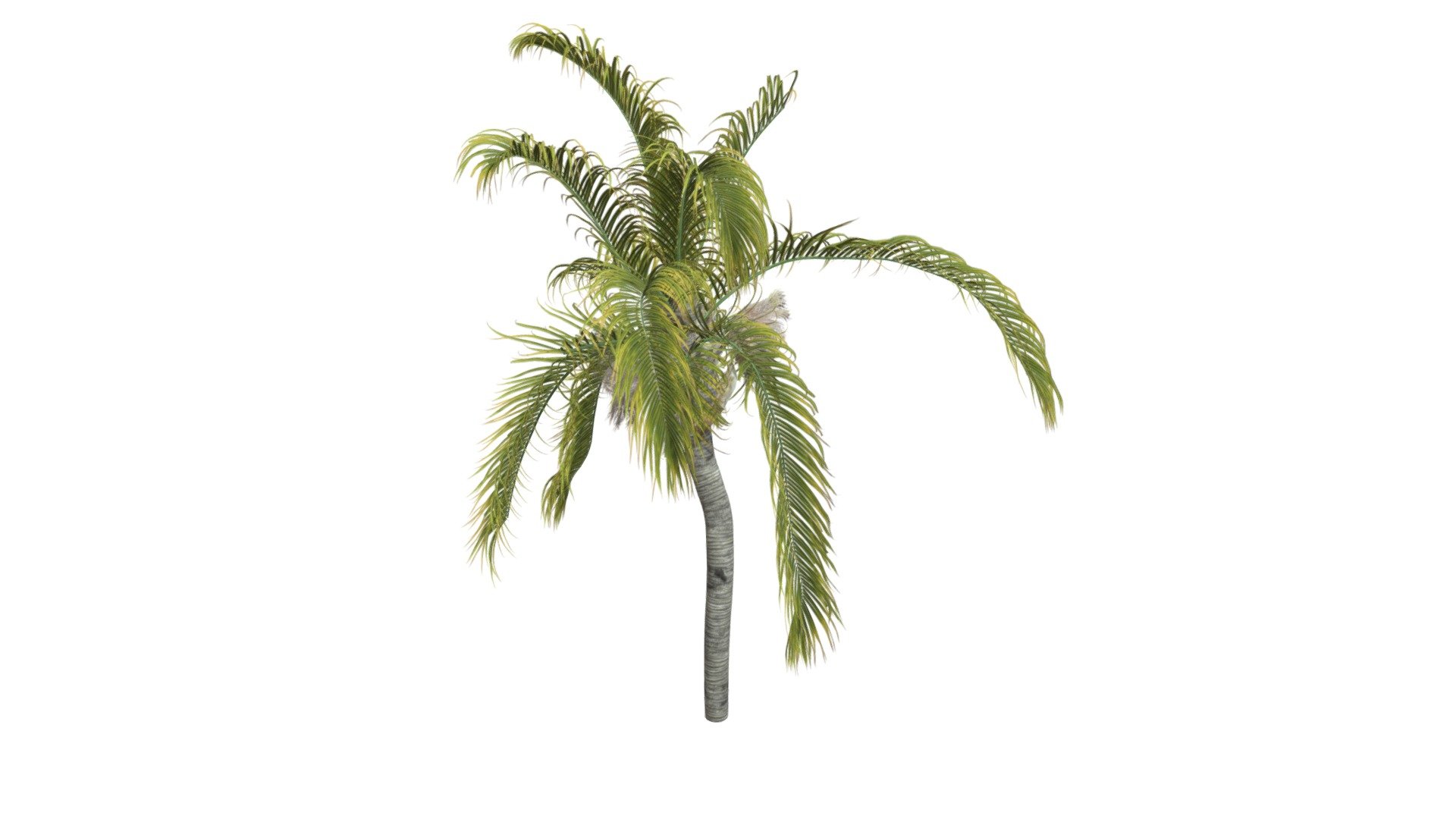 Queen Palm Tree #06 - Buy Royalty Free 3D model by meshshape [f0cbb63 ...