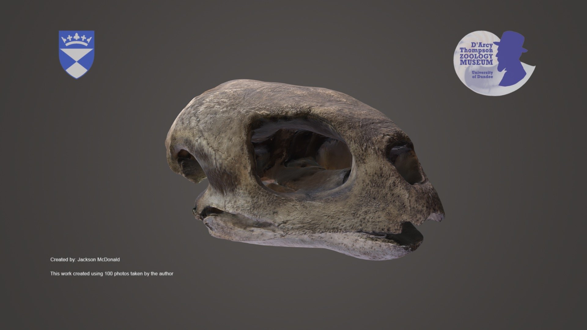 Hawksbill Turtle - 3D model by University of Dundee Museum Collections ...