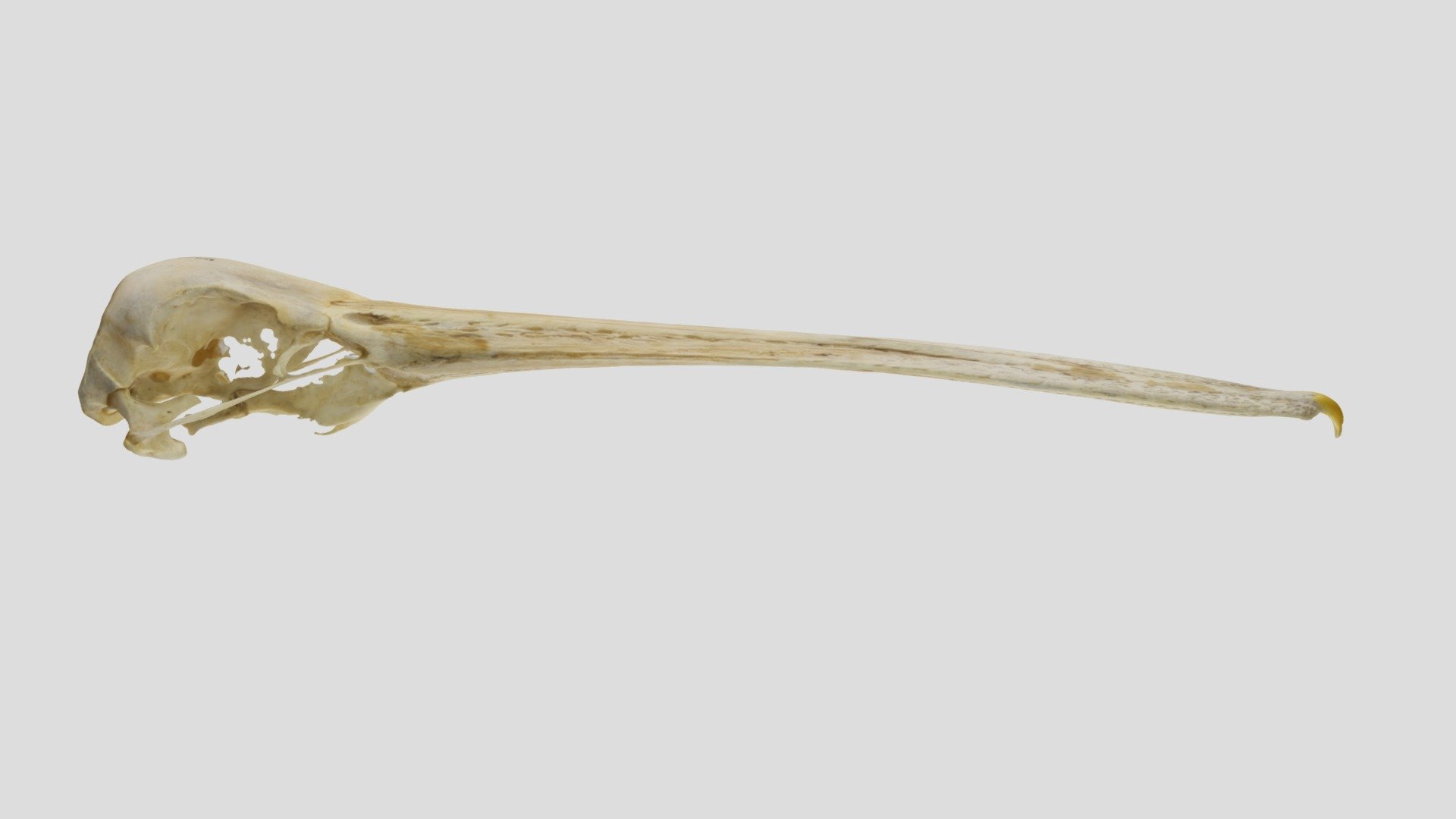 UWYMV:4104, Pelecanus erythrorhynchos, crania - Download Free 3D model ...