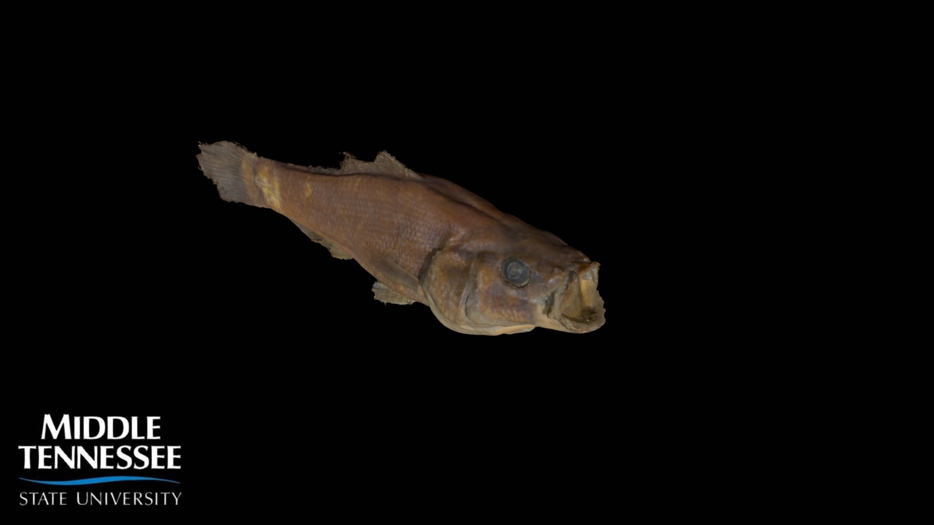 Pirate Perch - Apheroderus sayanus - Download Free 3D model by ...