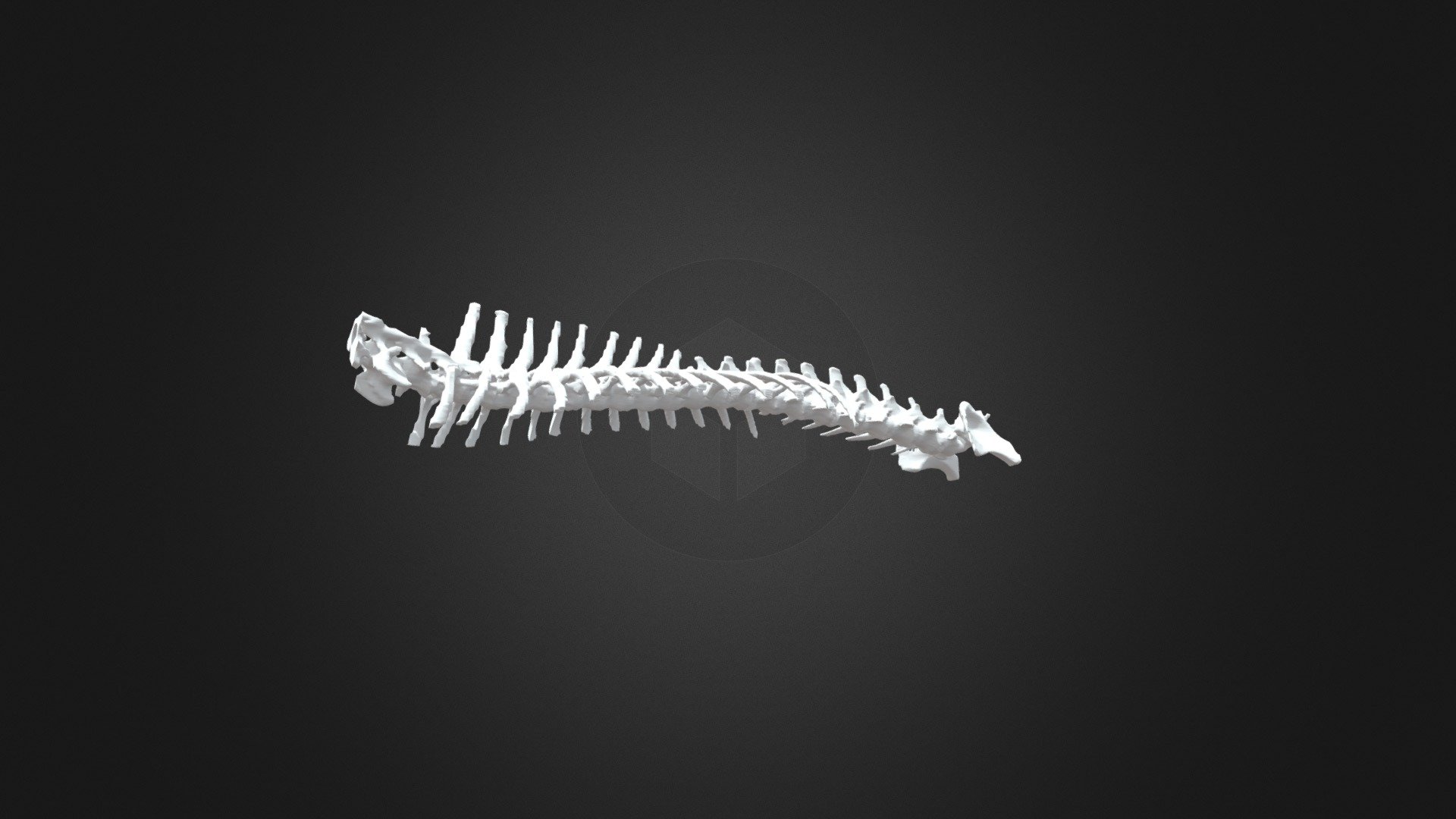 Dachshund Spine - 3D model by yuhuihuang [f0d97b7] - Sketchfab