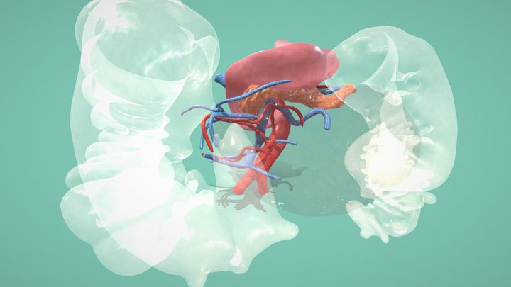 Colorectal 3D models - Sketchfab