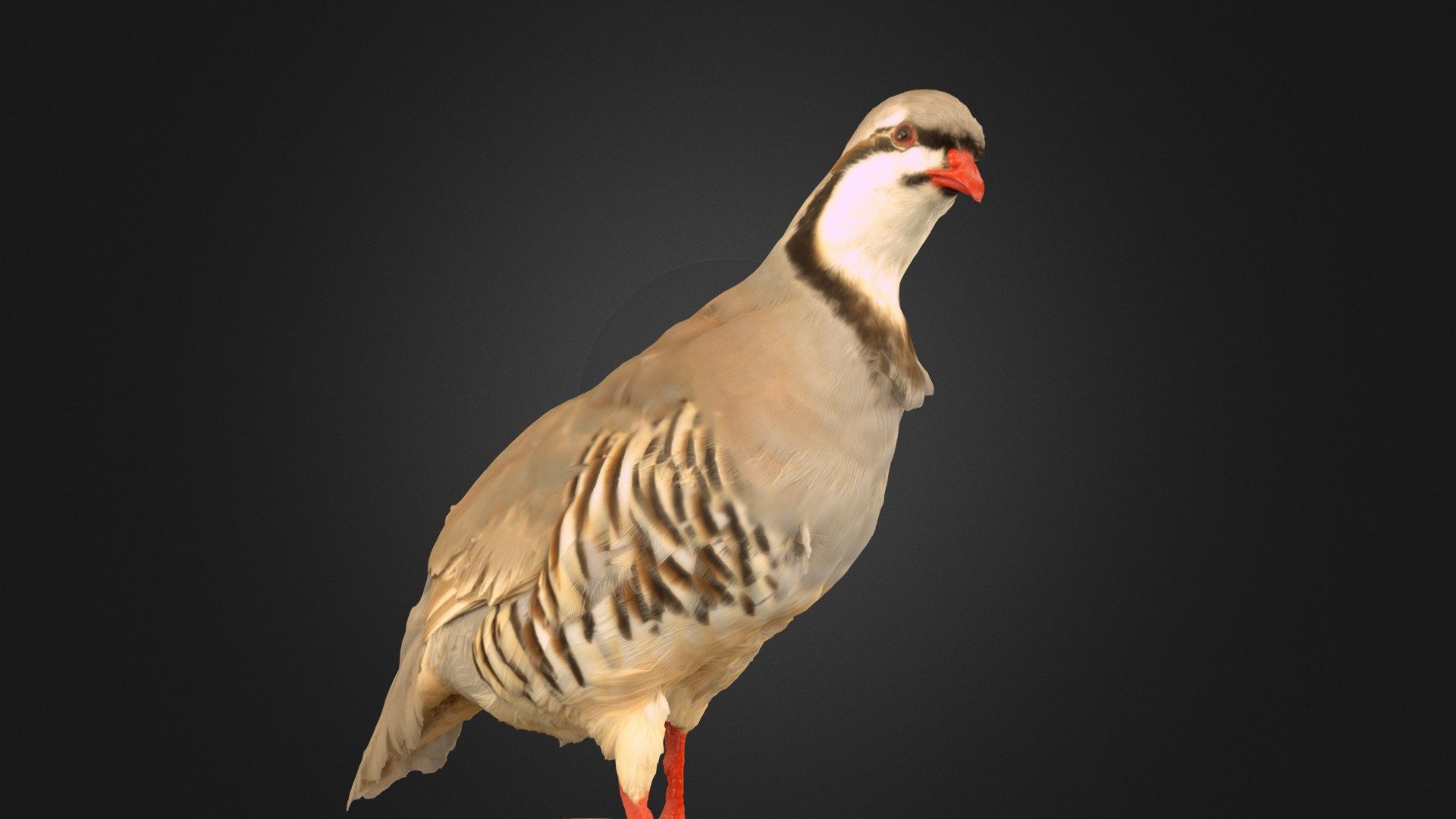 Chukar - 3D model by John Fino (tauricity) (@tauricity) [f0db798 ...