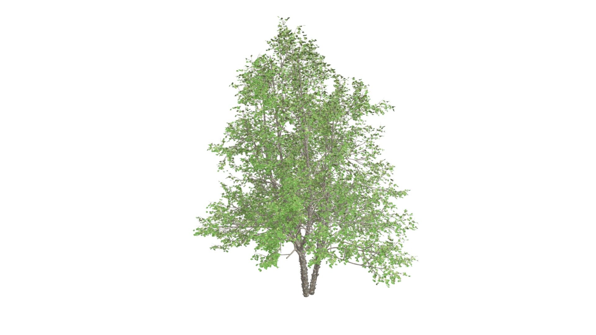 River Birch Tree #02 - Buy Royalty Free 3D model by meshshape [f0e5767 ...