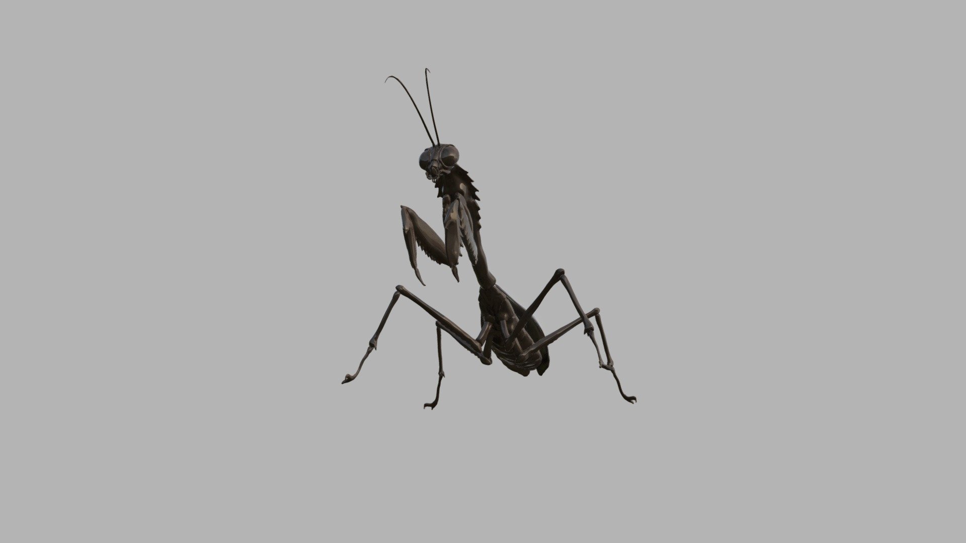 mantis - Download Free 3D model by aiseto119 [f0ebd26] - Sketchfab