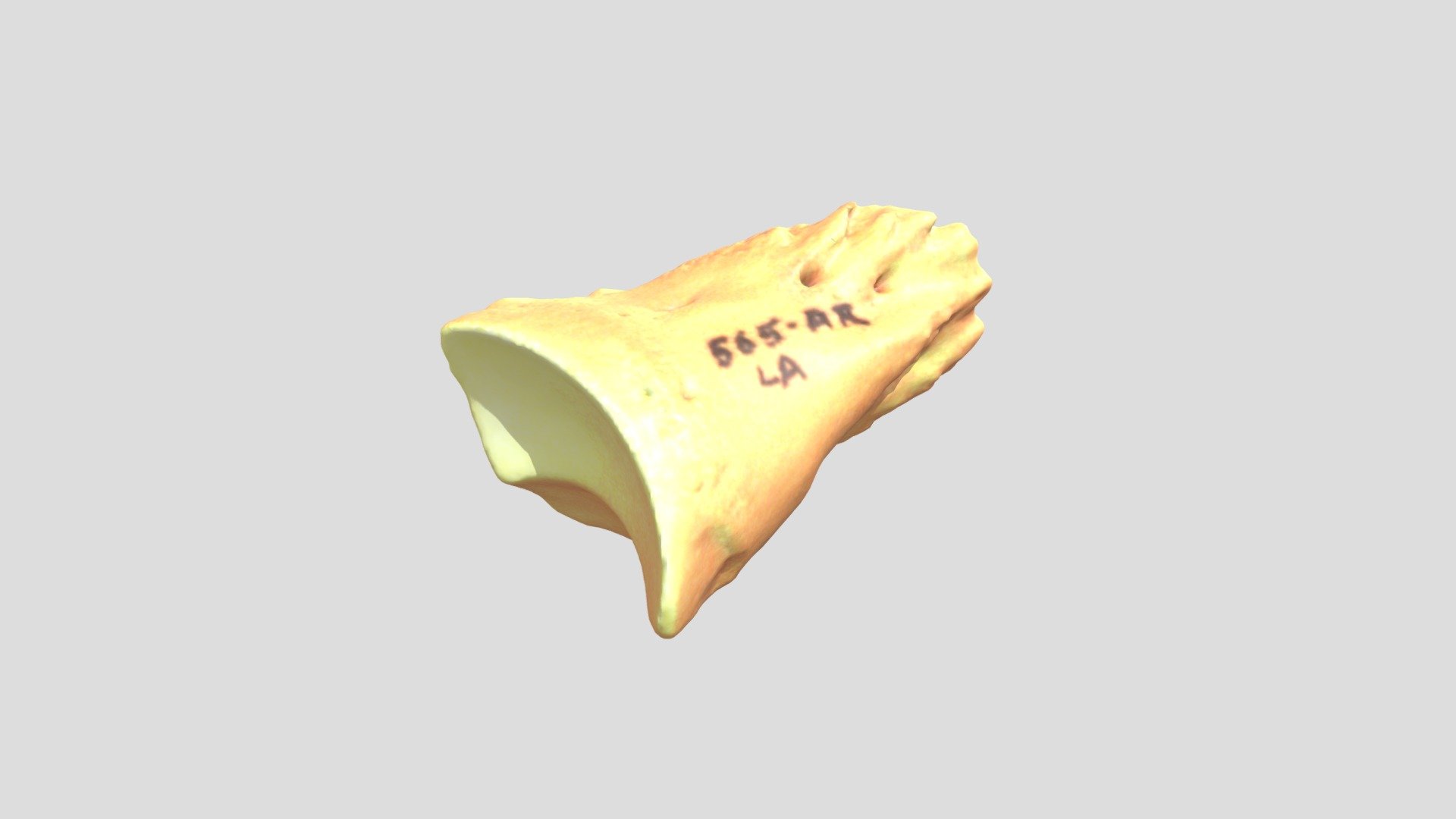 Sus scrofa (pig) - L anterior phalanx III - 3D model by ...