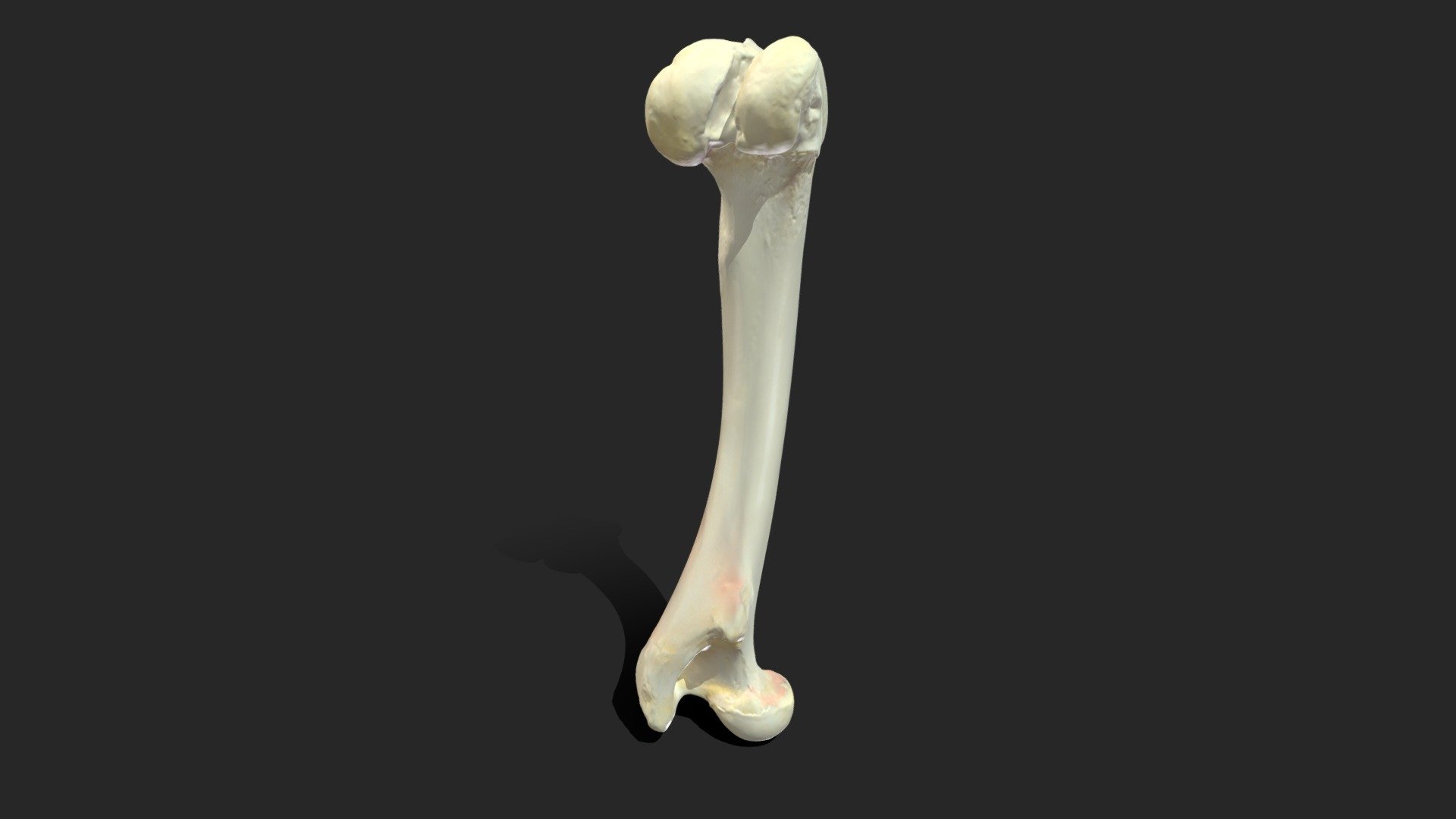 Femur - 3D model by MSP-Paleo [f0f4637] - Sketchfab