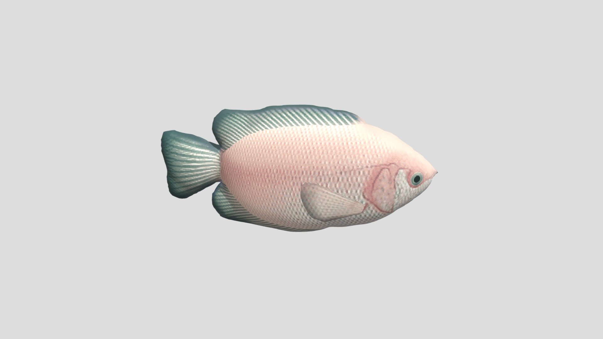 3D Ikan bawal FIsh Red - 3D model by meynawatil [f103789] - Sketchfab