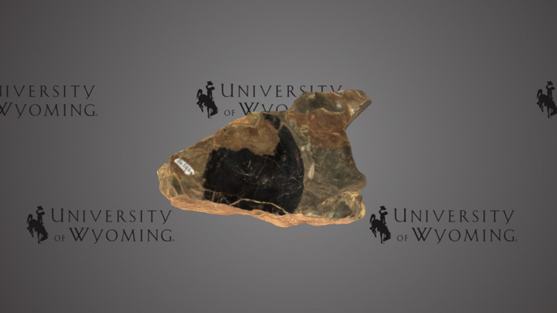 UW 5624 - Protaspis sp., Head Shield - Download Free 3D model by ...