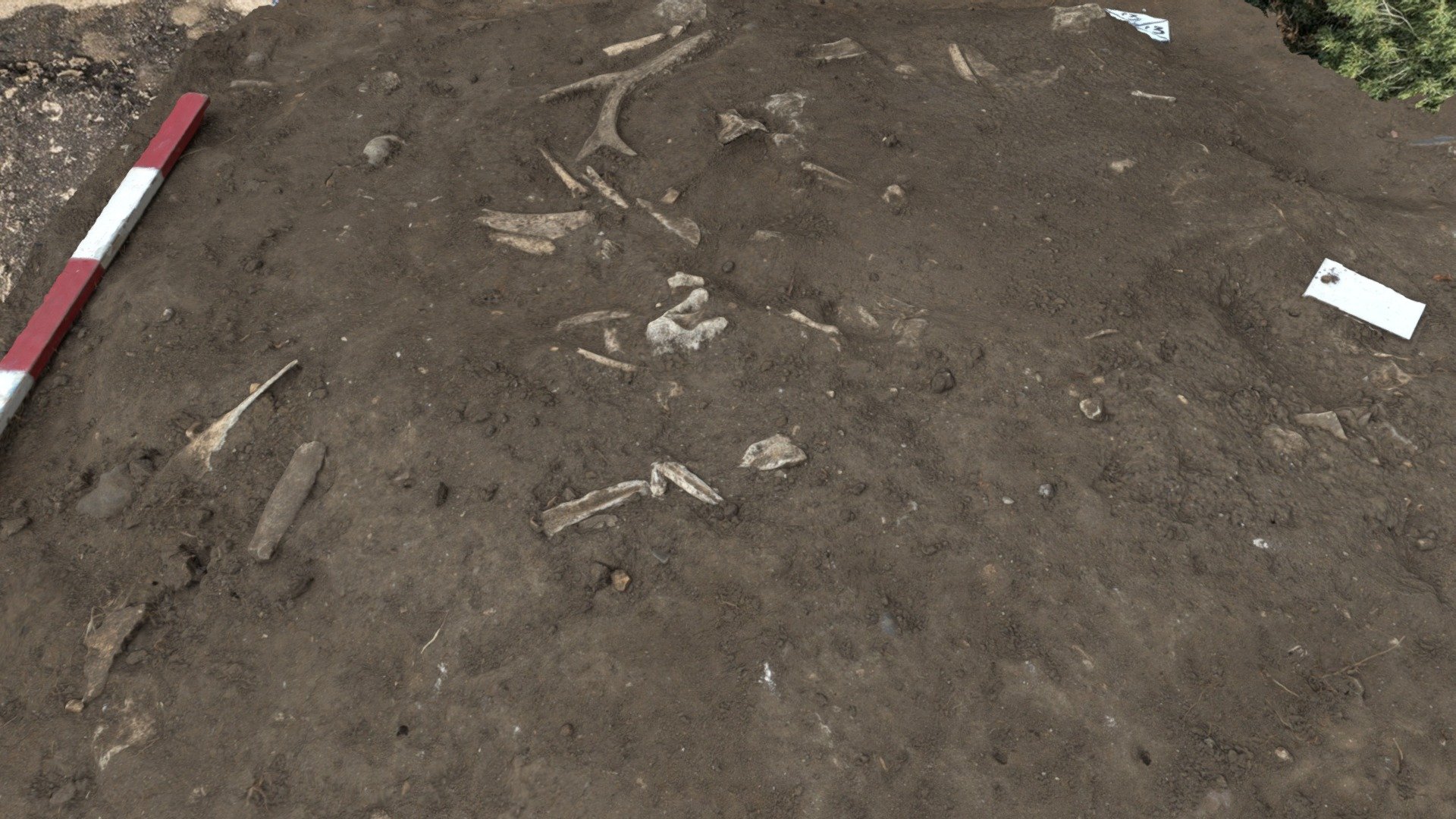 Cookham Trench 1 animal bone scatter - 3D model by University of ...