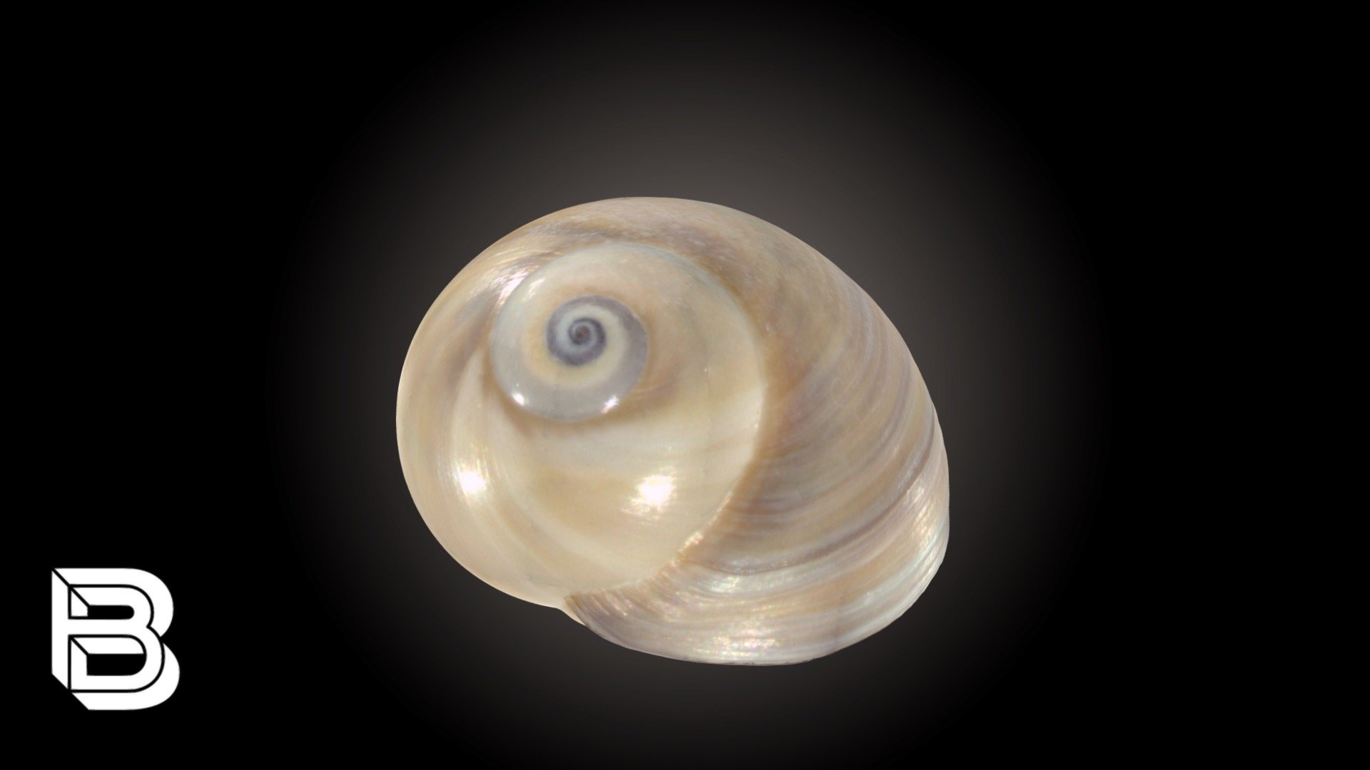 Shark Eye Snail Shell - 3D model by The Bishop Museum of Science and ...