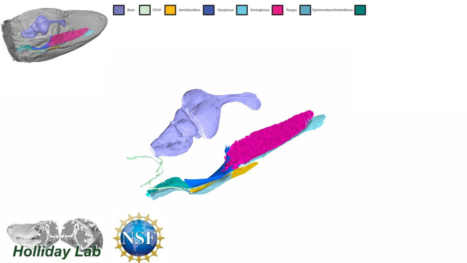 Yearling Alligator CN XII-Innervated Muscles - 3D model by Holliday Lab ...