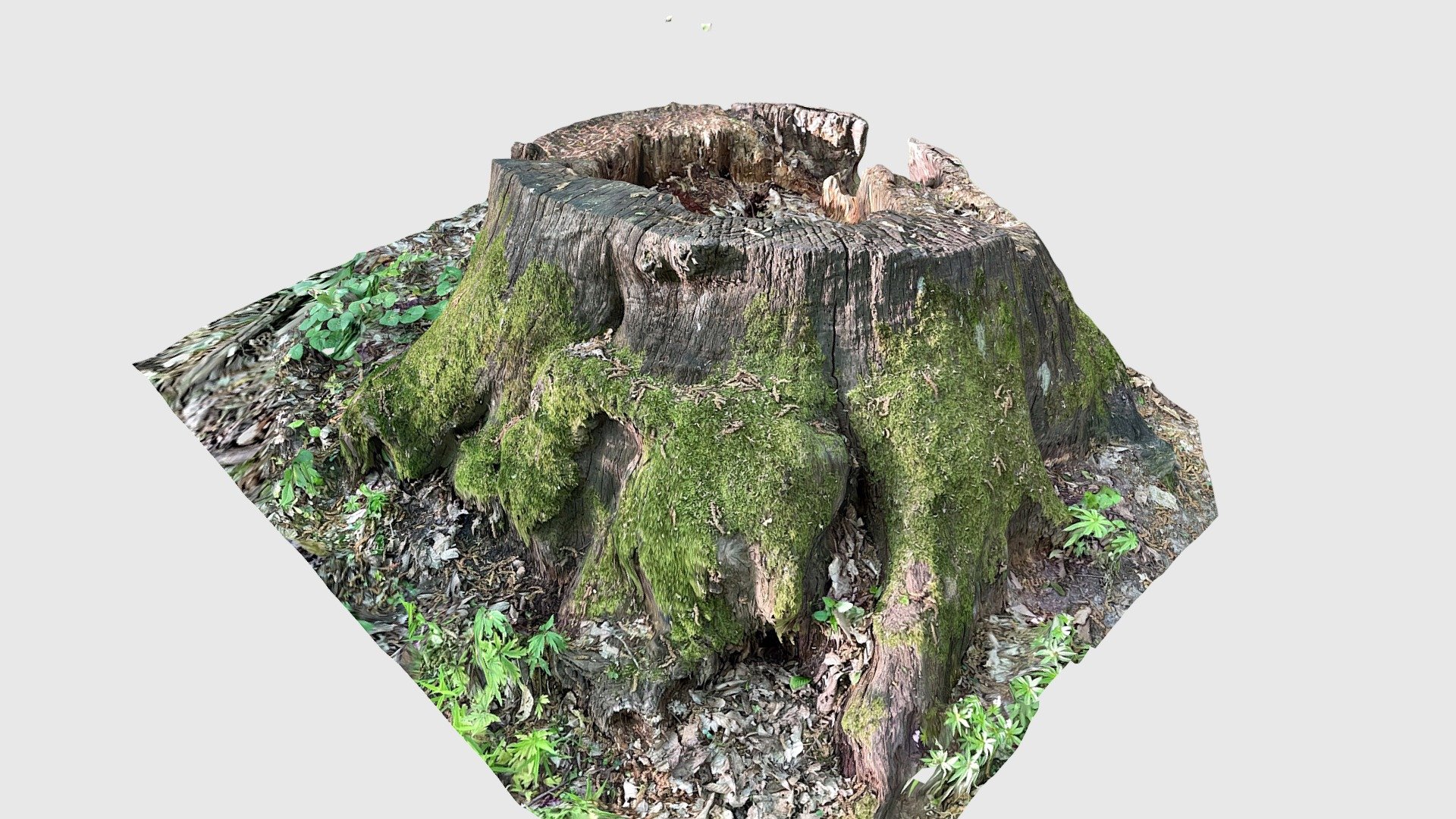 Old oak hollow stump, photogrammetry - Download Free 3D model by yaro ...