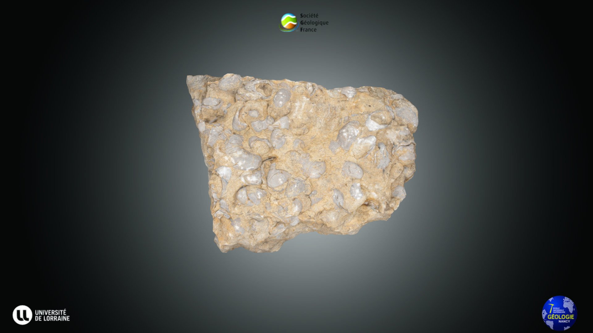 Roche - Calcaire à gryphées - Download Free 3D model by Société ...
