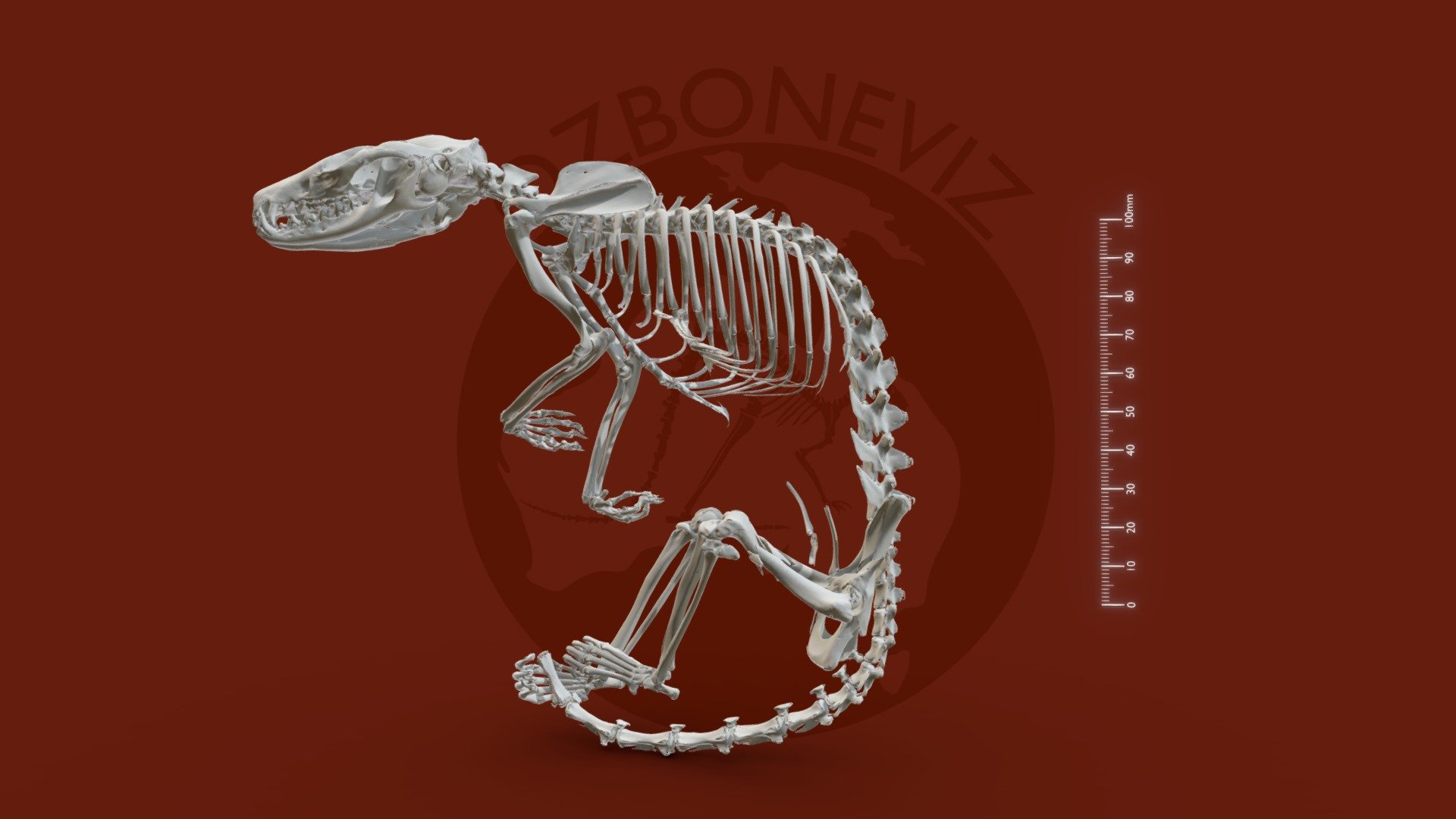 Northern quoll skeleton - 3D model by Ozboneviz [f138bcb] - Sketchfab
