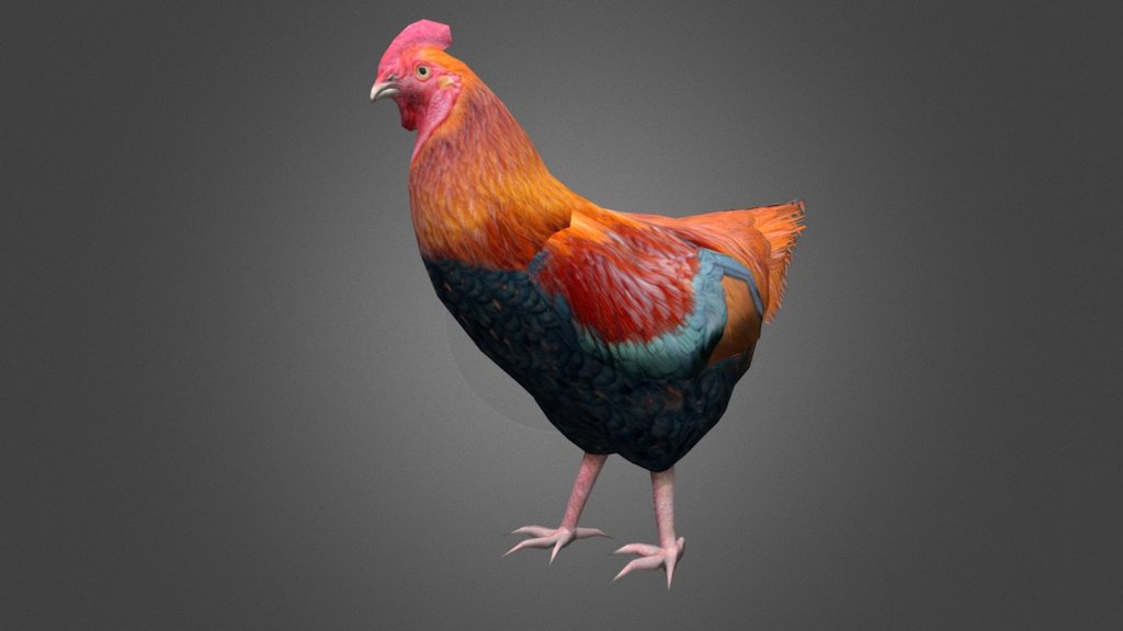 Chicken - 3D model by RedDeer (@billl90) [f13db57] - Sketchfab