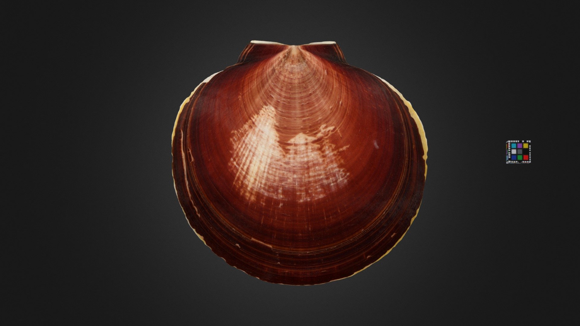 ツキヒガイ Japanses Moon Scallop, Ylistrum japonicum - Download Free 3D ...