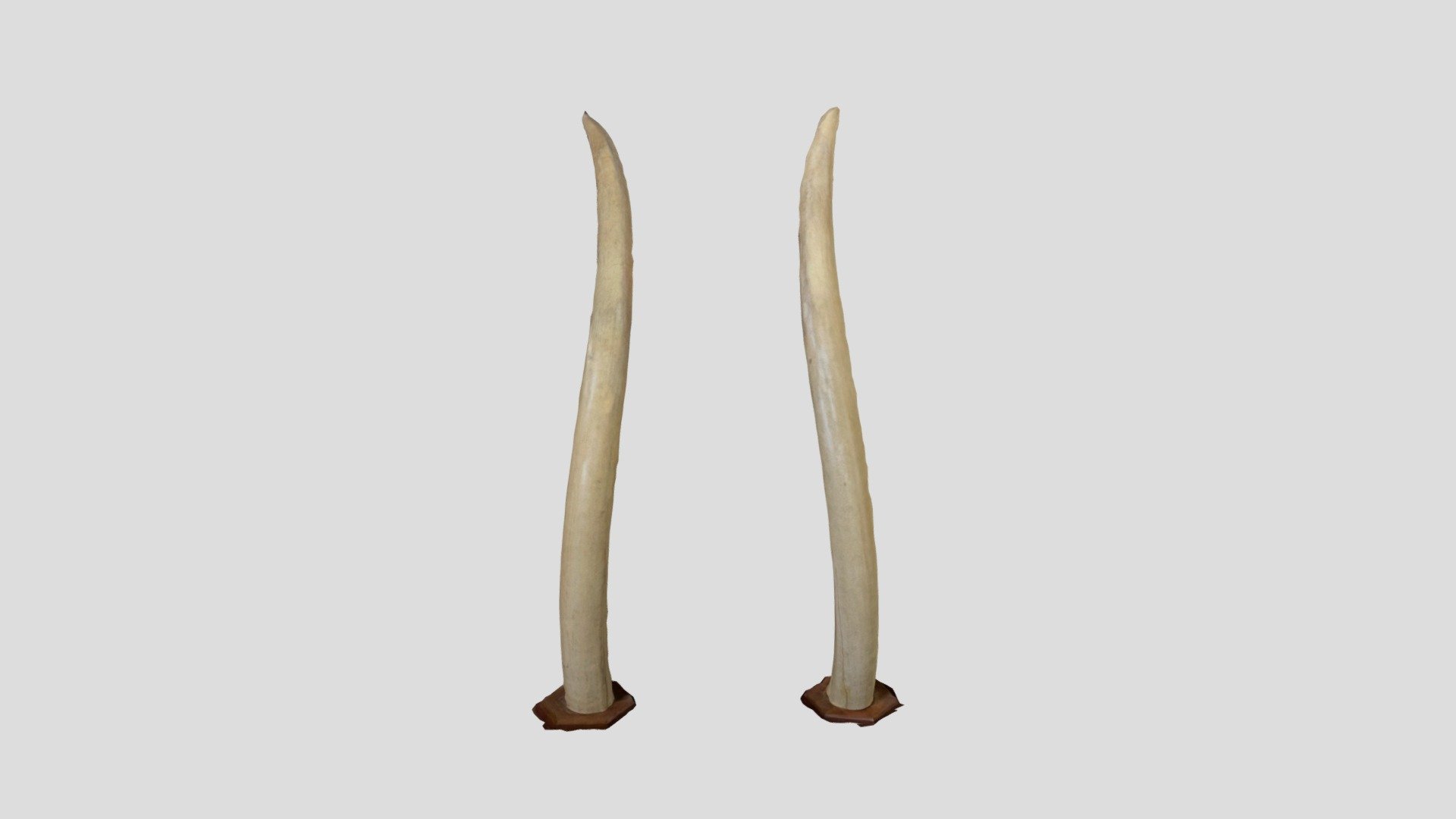 Tusks - Download Free 3D model by anobleintent [f142141] - Sketchfab