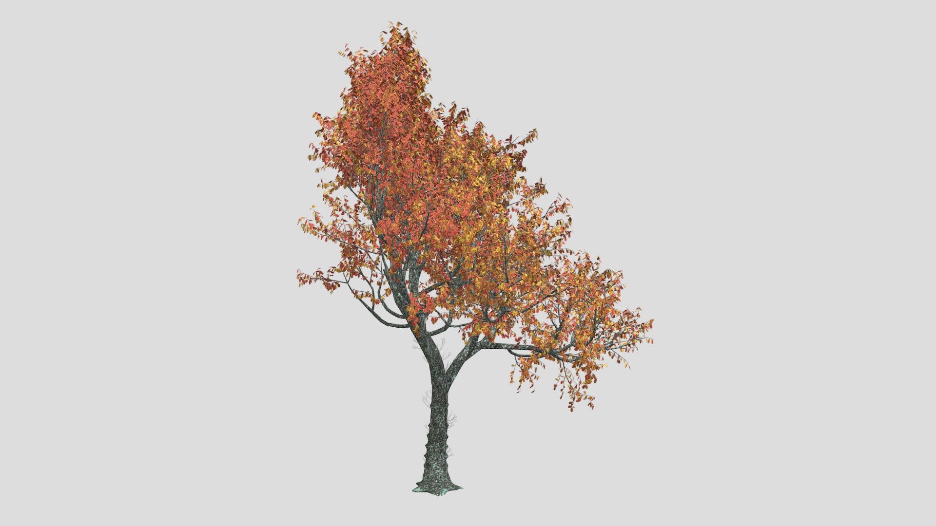 Red Oak Fall Tree - Buy Royalty Free 3D model by DATEC_Studio [f142ddb ...
